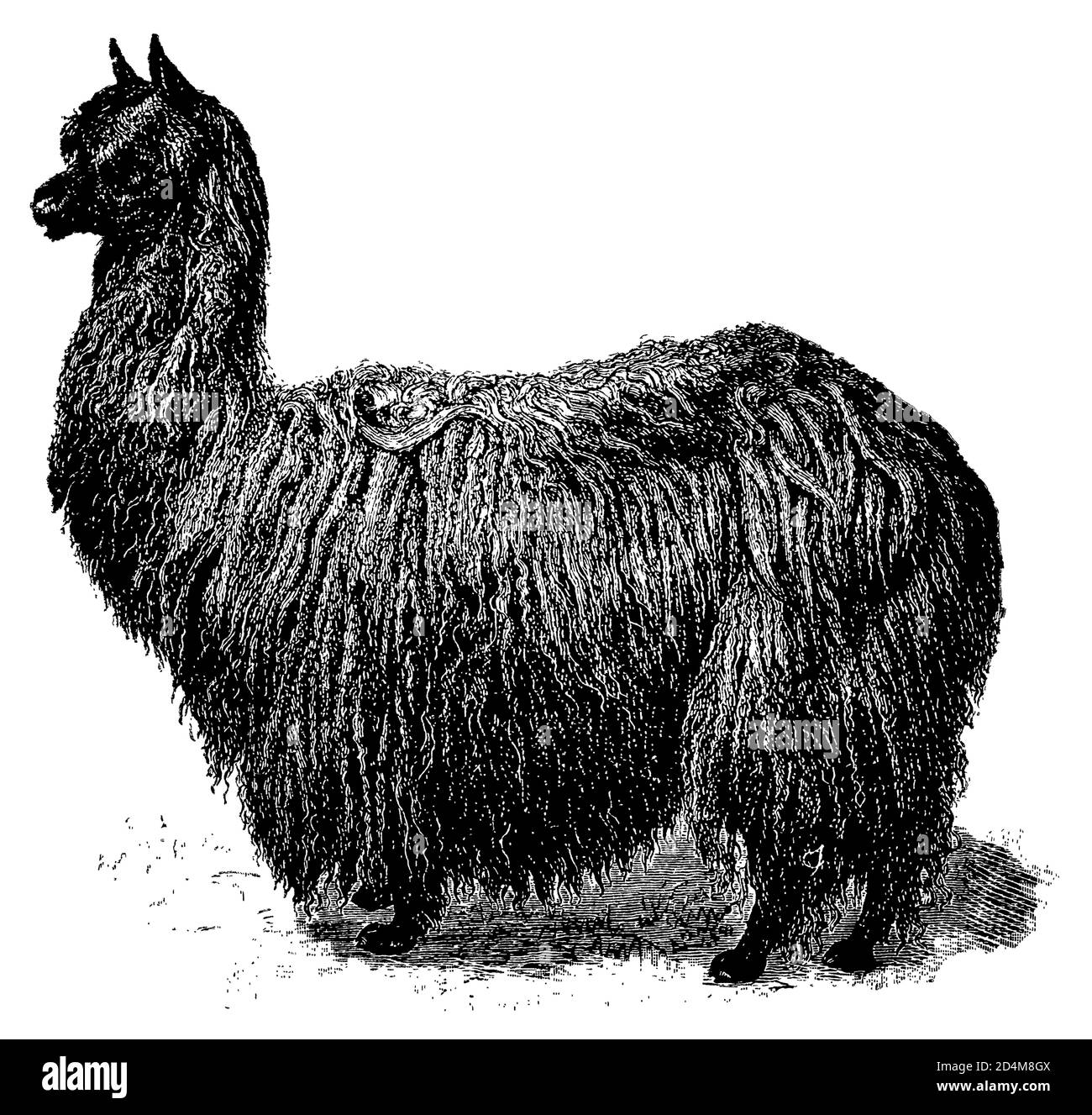 Alpaca Cut Out Stock Images & Pictures - Alamy