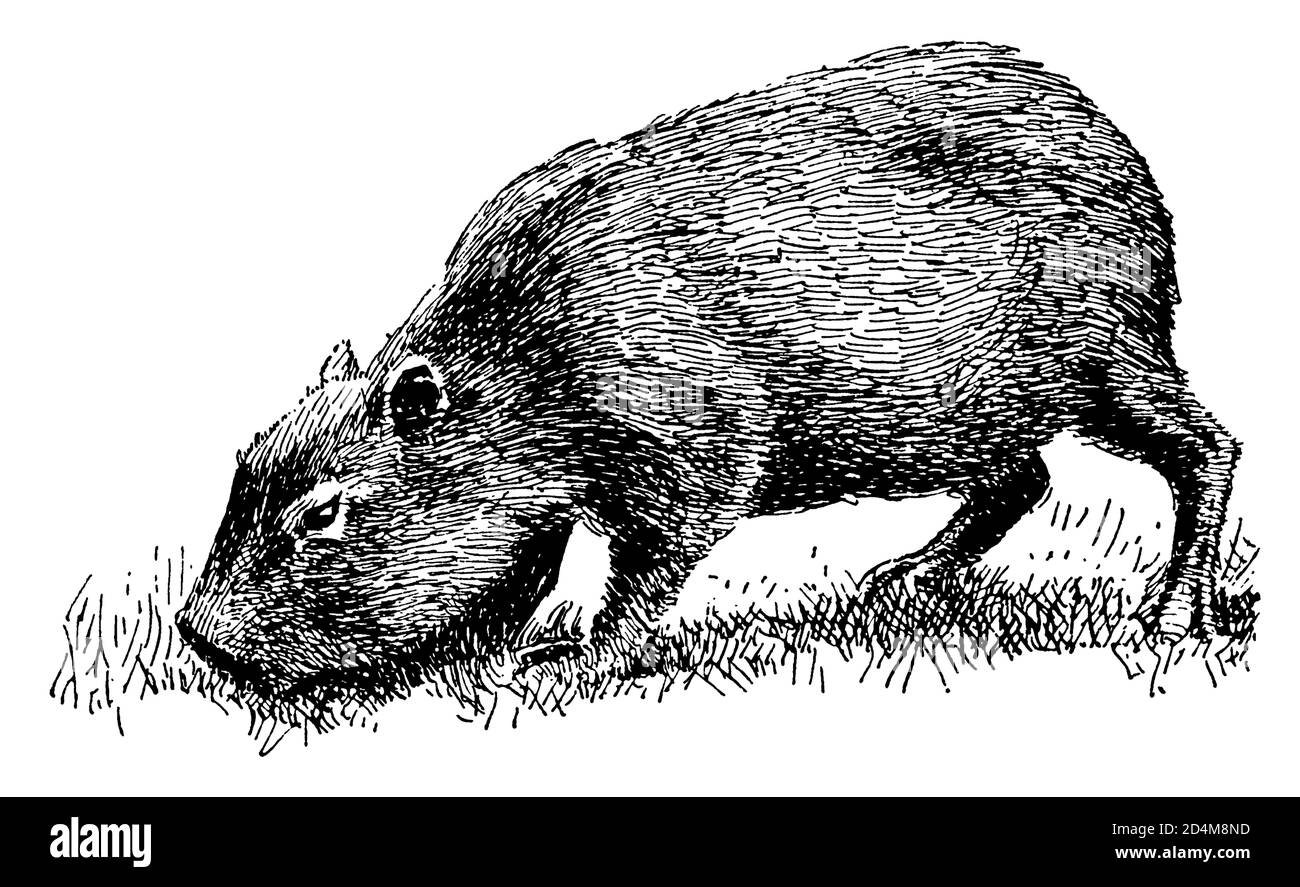 Picture of a capybara Cut Out Stock Images & Pictures - Alamy