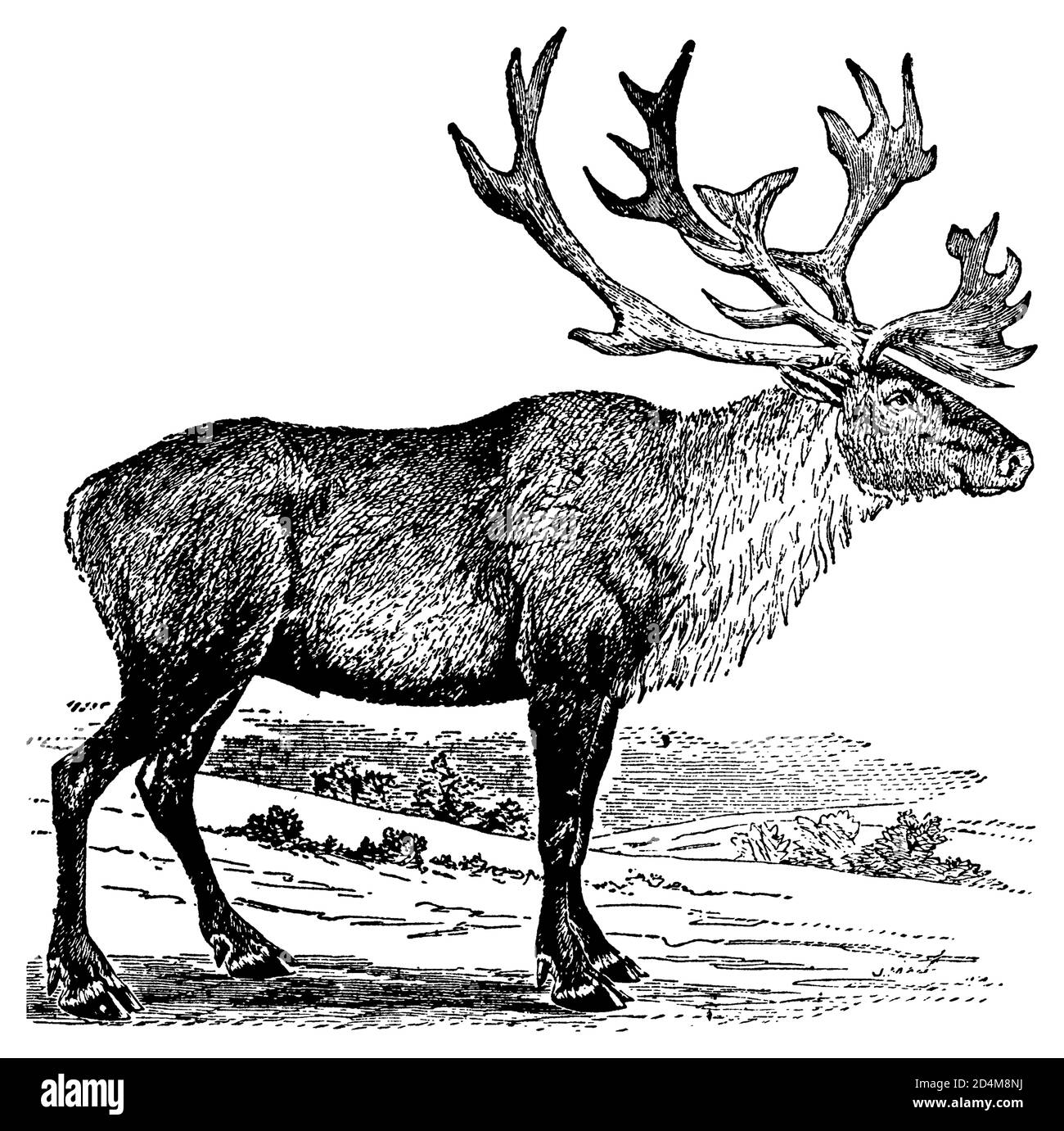 Illustration of caribou Cut Out Stock Images & Pictures - Alamy