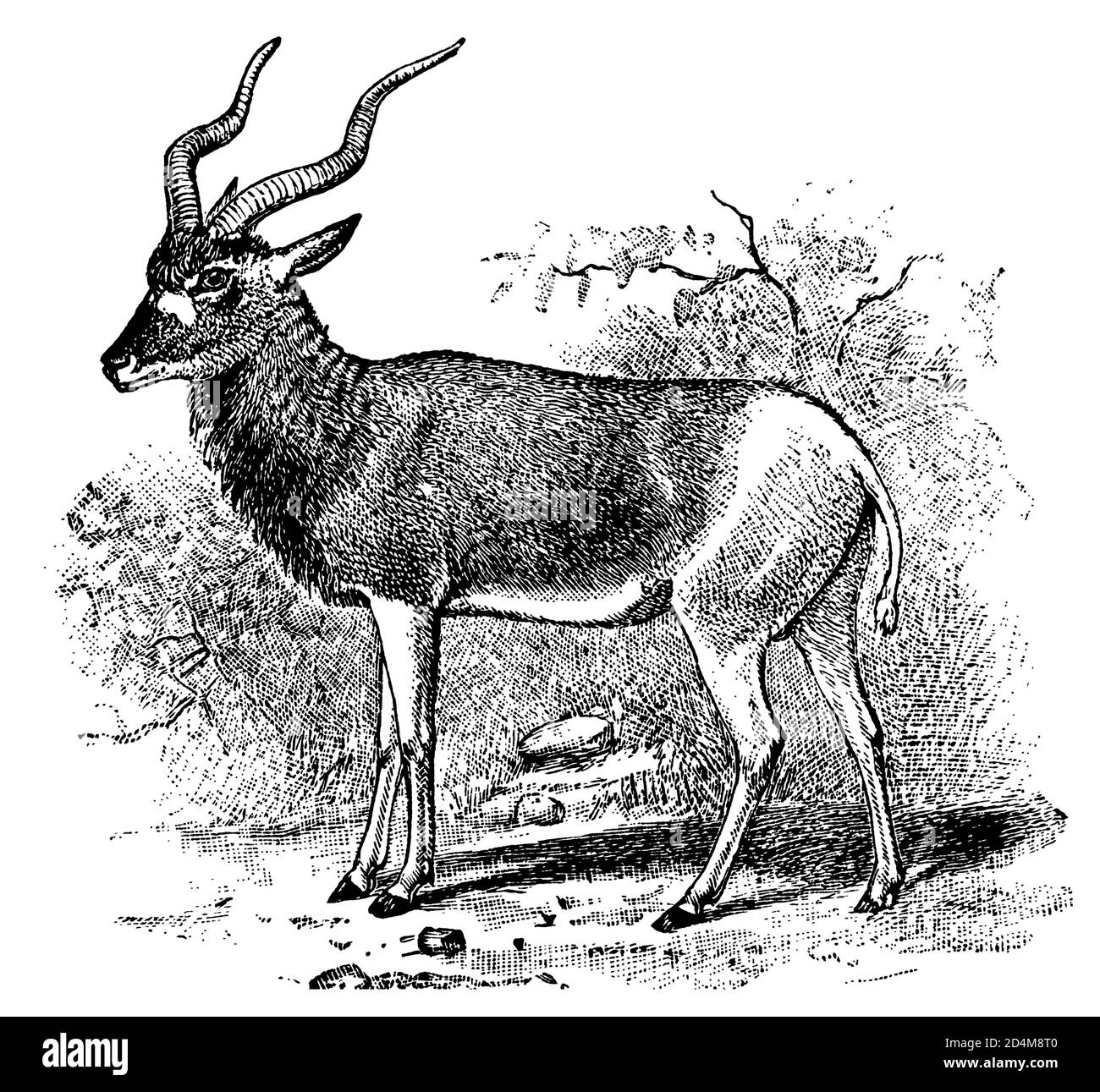 Vintage 19th-century engraving of an addax (isolated on white ...