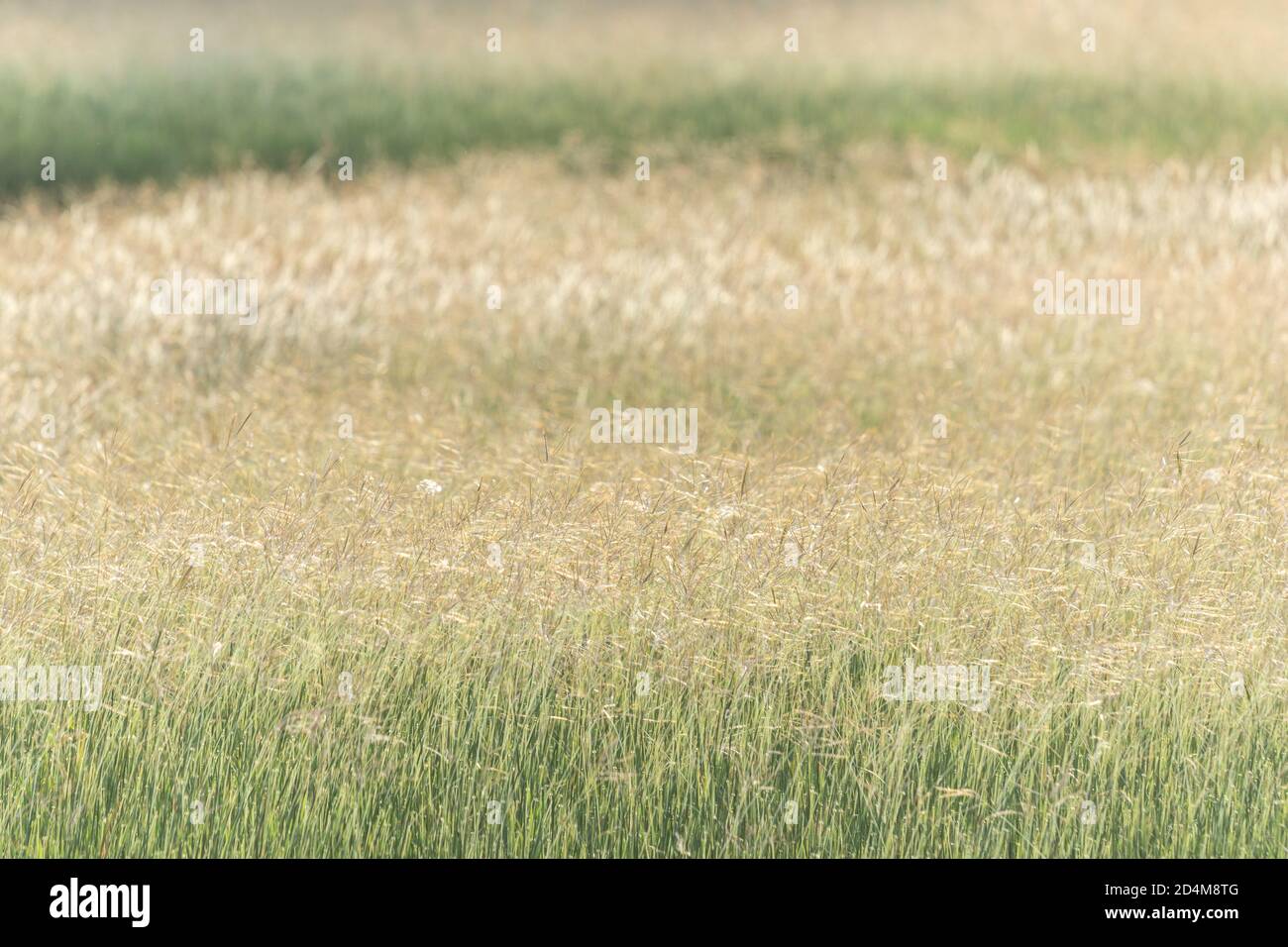 Blurred beautiful overgrown meadow. Calm of country field landscape ...