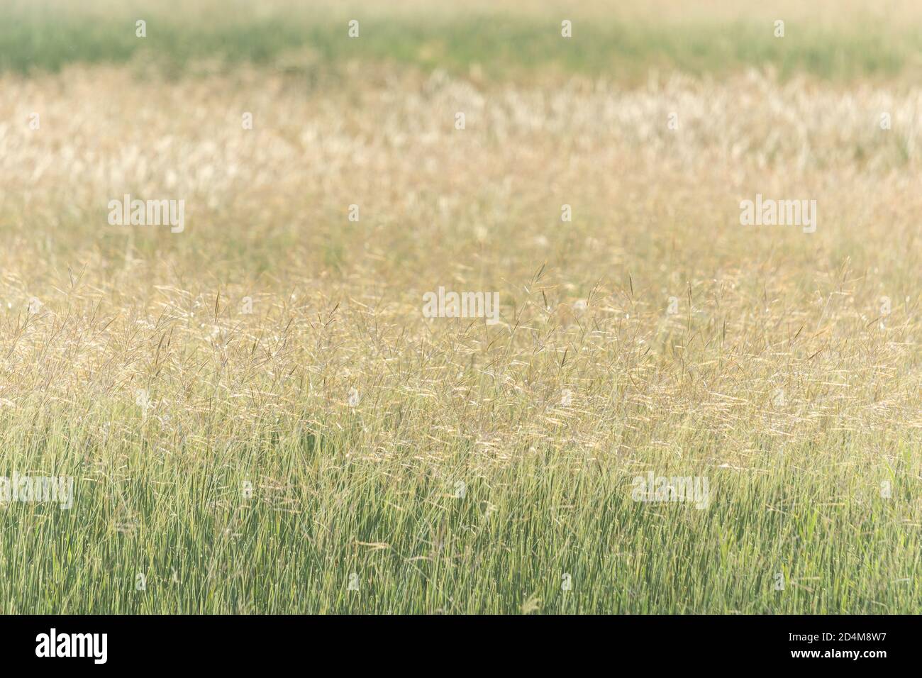 Blurred beautiful overgrown meadow. Calm of country field landscape ...