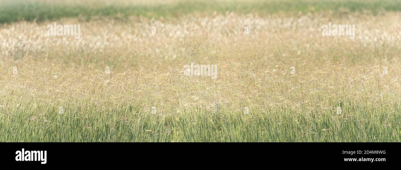 Panorama blurred beautiful overgrown meadow. Calm of country field ...