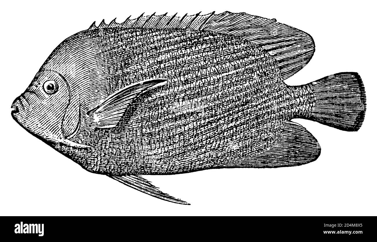 Saltwater Angelfish Drawing