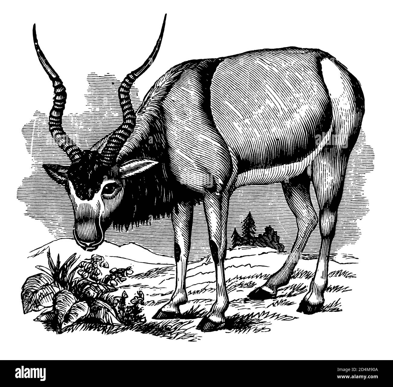 Addax engraving hi-res stock photography and images - Alamy