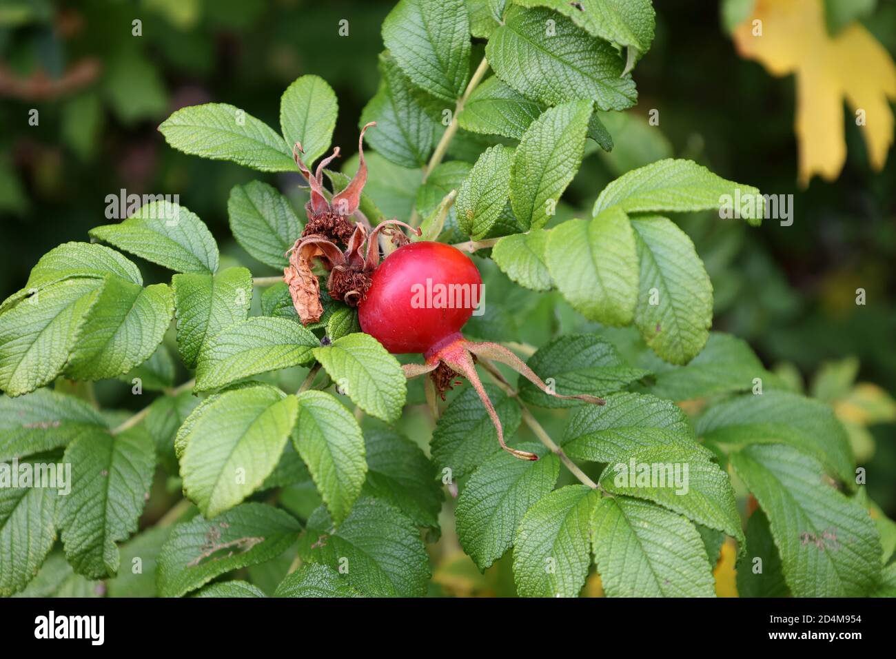 Rose hips growing tree branch hi-res stock photography and images - Alamy