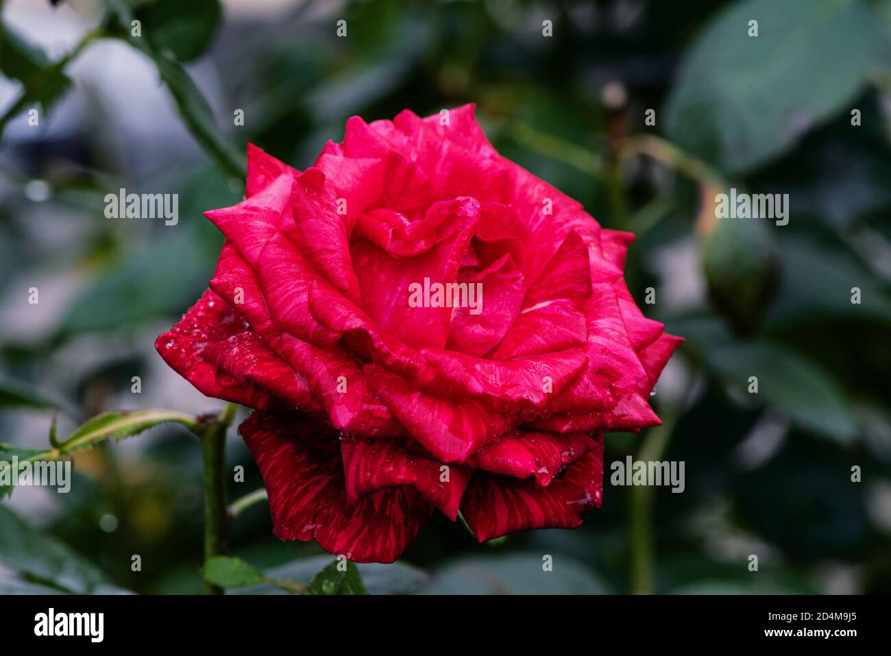 Red intuition hi-res stock photography and images - Alamy