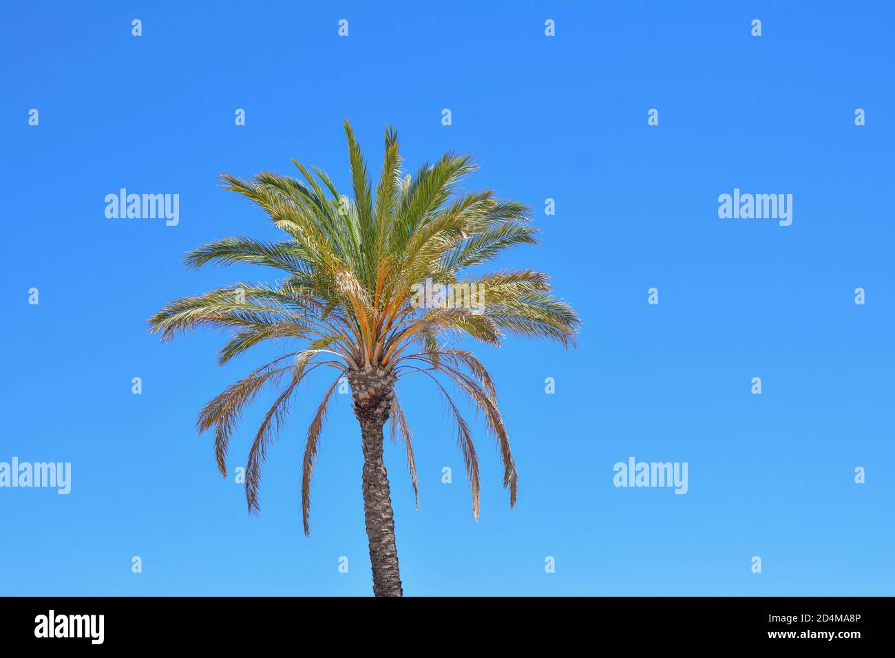 One palm tree on a blue sky background Stock Photo - Alamy