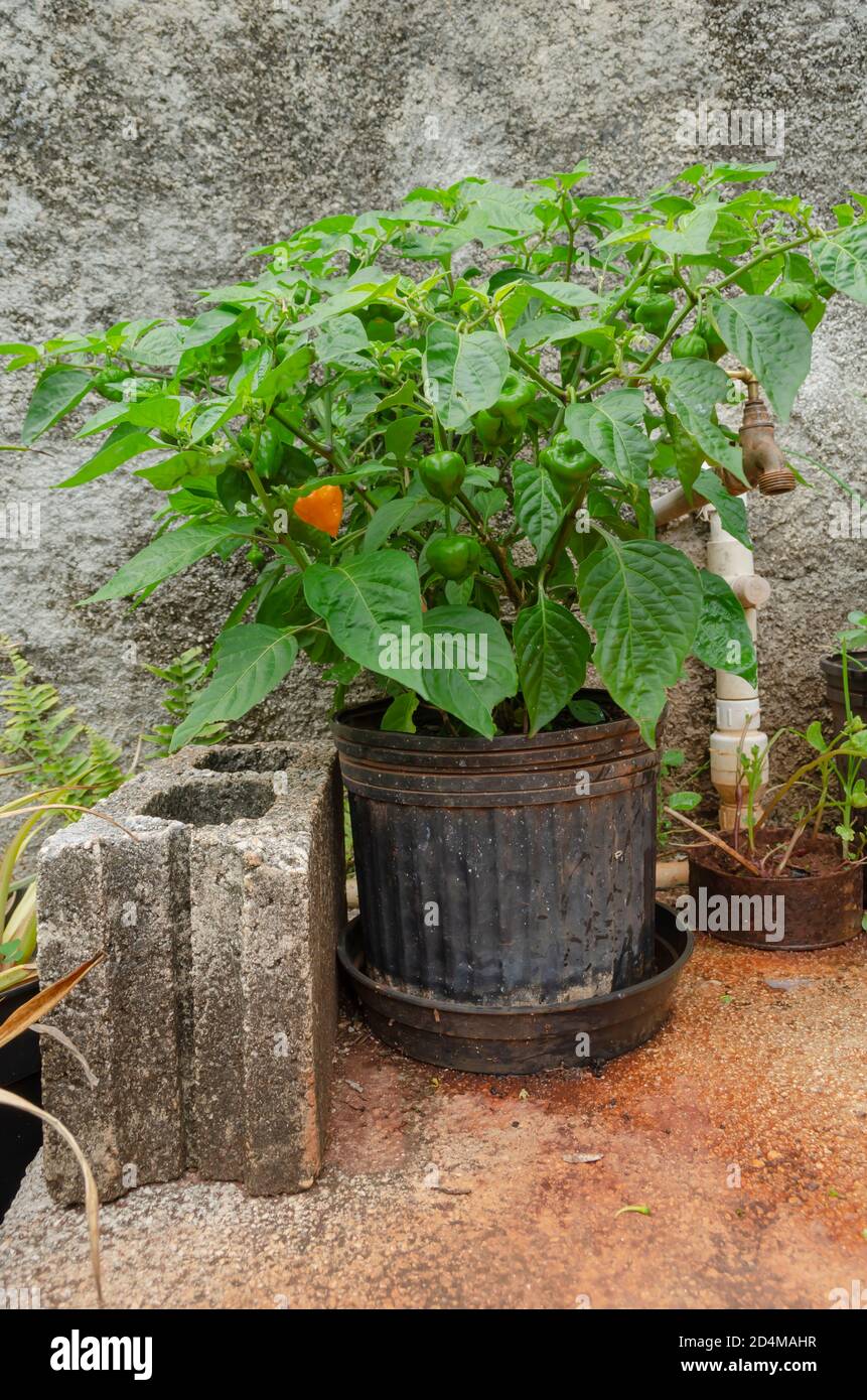Potted Scotch Bonnet Pepper Plant Stock Photo - Alamy