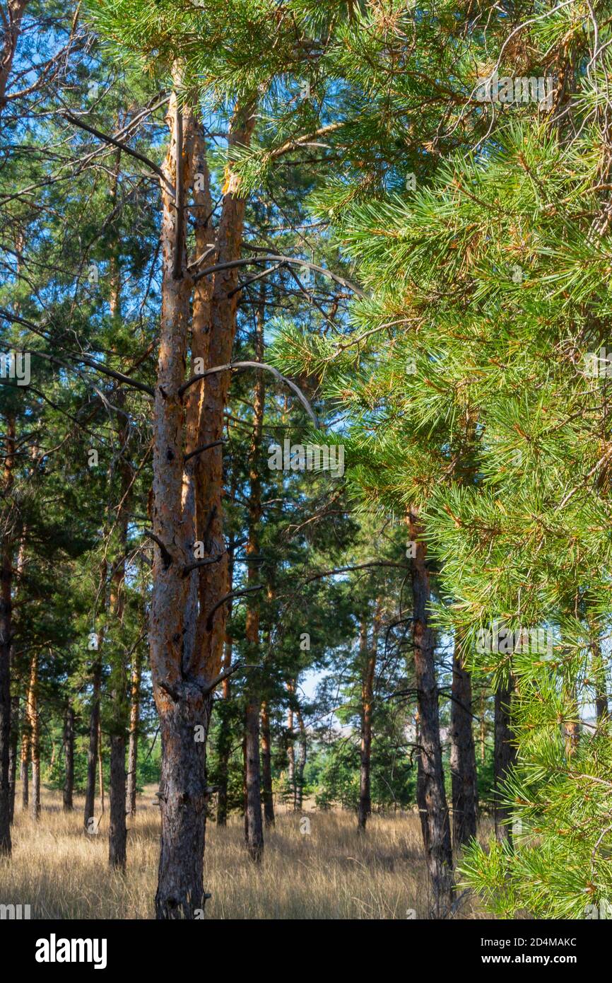 Large evergreen coniferous trees hi-res stock photography and images ...