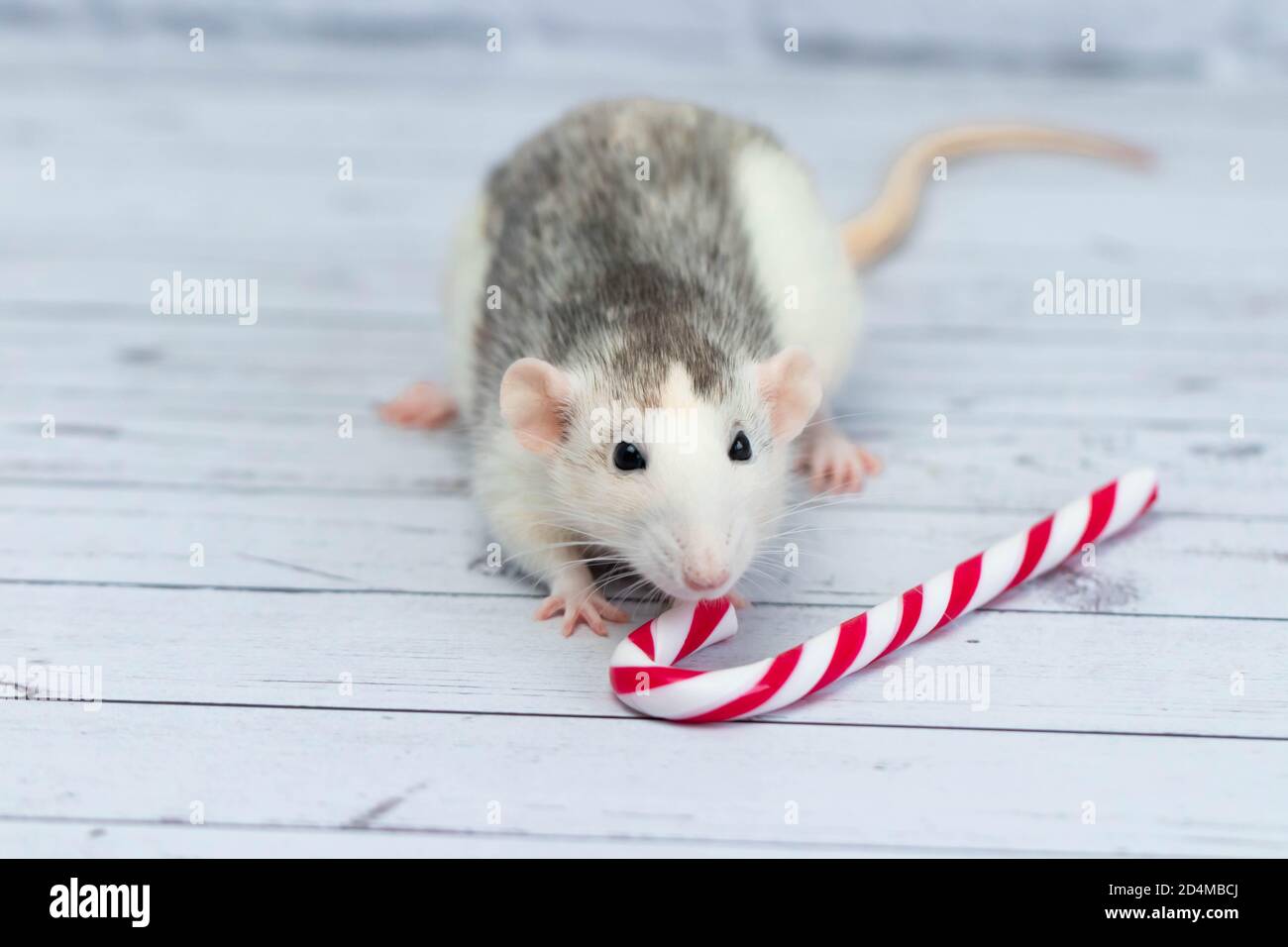 Cute rat sniffs New Year's candy cane. Portrait of a rodent close-up ...