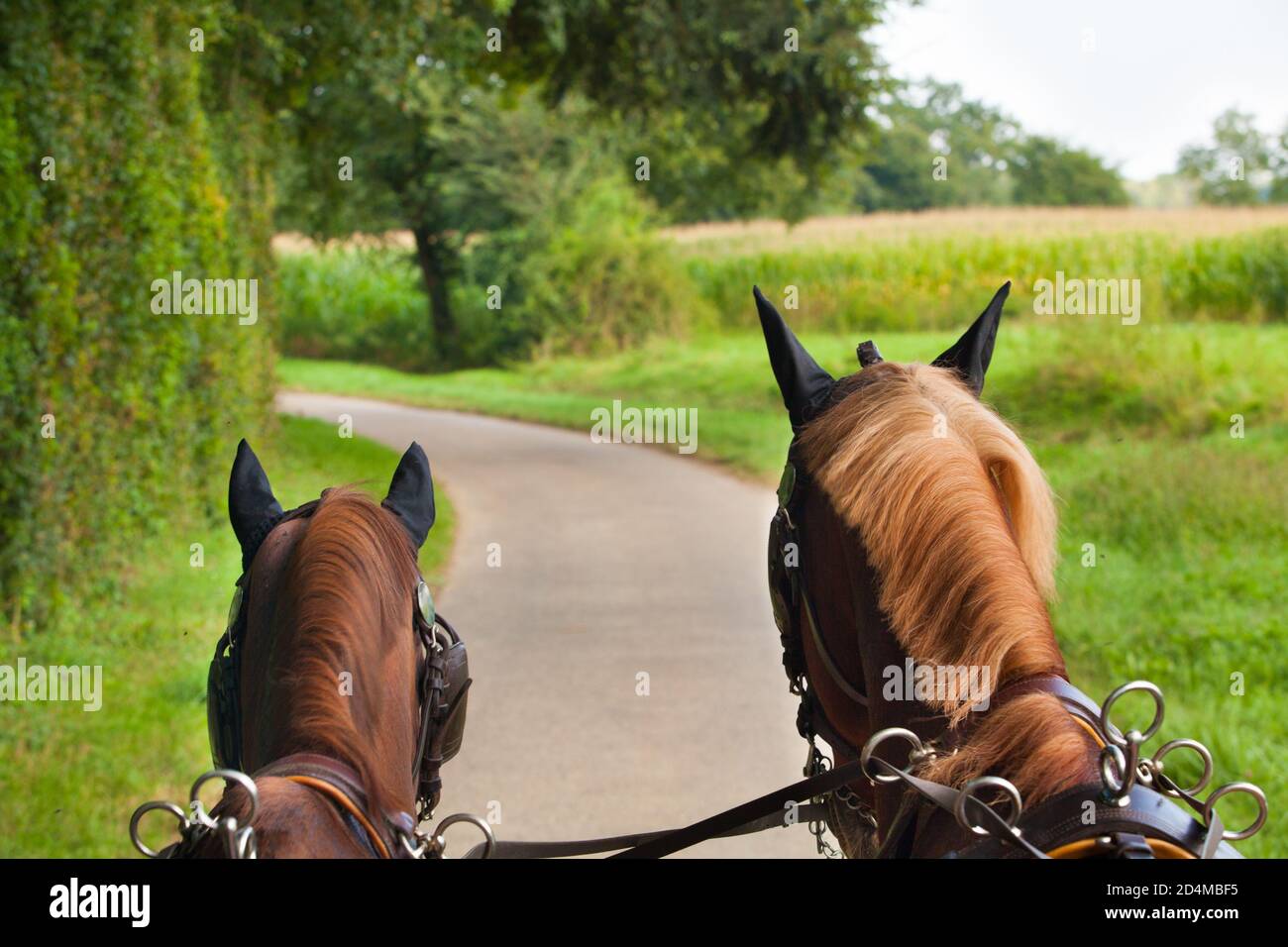 Back view of the horse harness from the driver's side in a park Stock ...