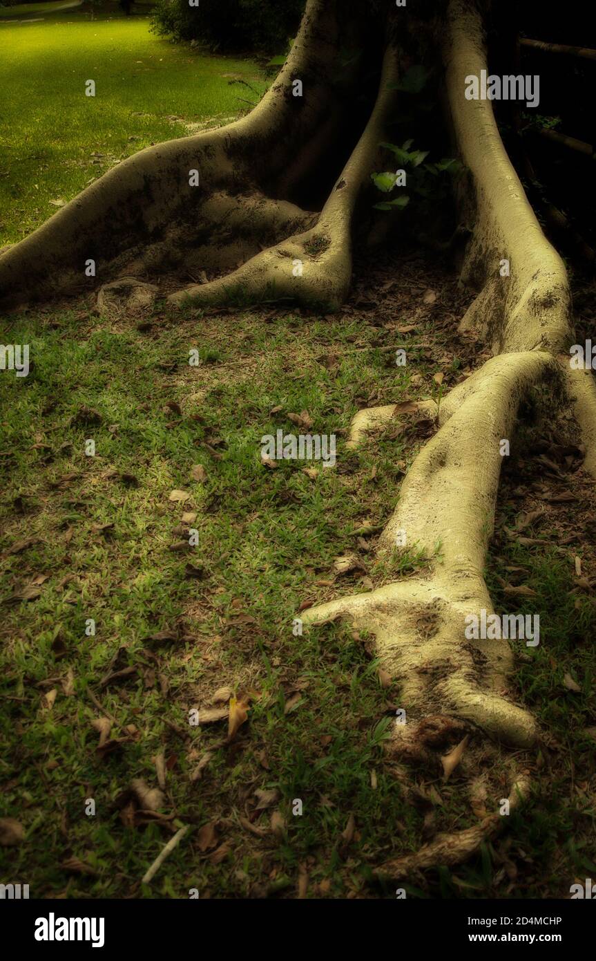 Tree roots, Hawaii Stock Photo - Alamy