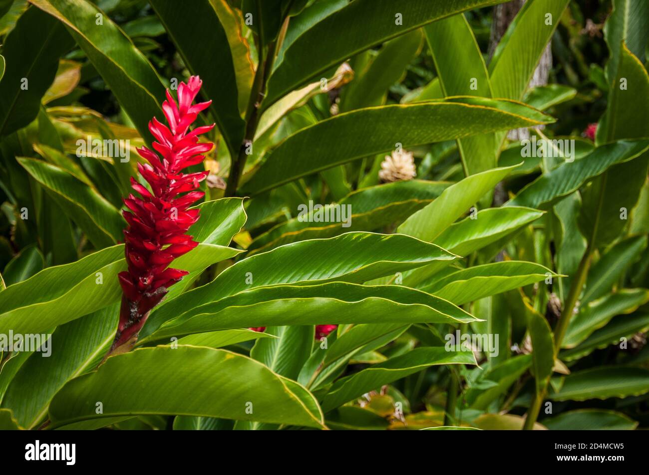 Alpinia purpurata – Red Ginger Stock Photo - Alamy