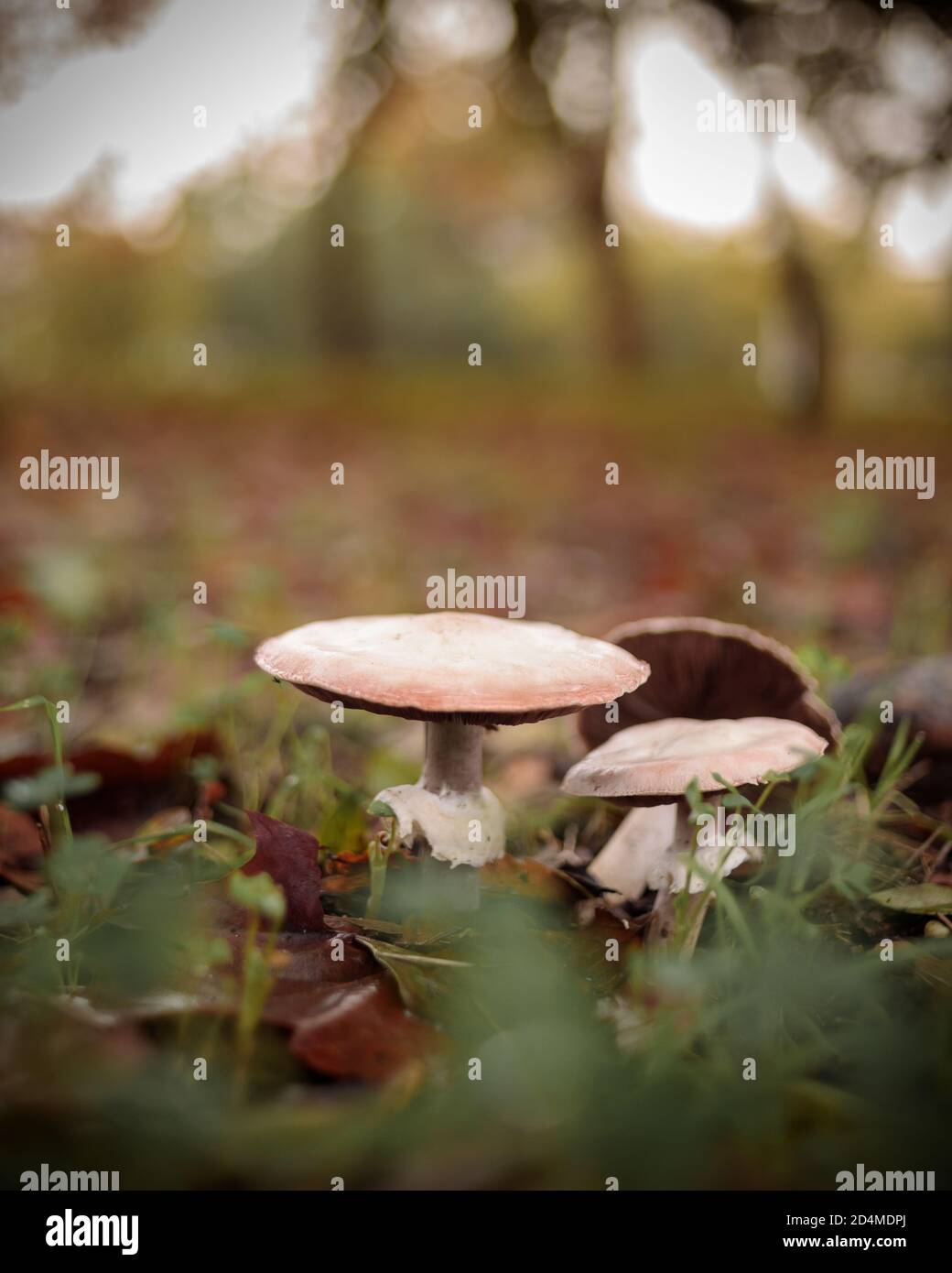 Mushrooms in the garden hi-res stock photography and images - Alamy