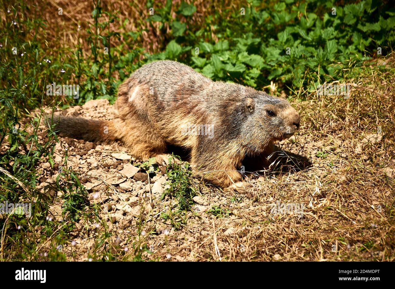 marmot on the grass Stock Photo - Alamy