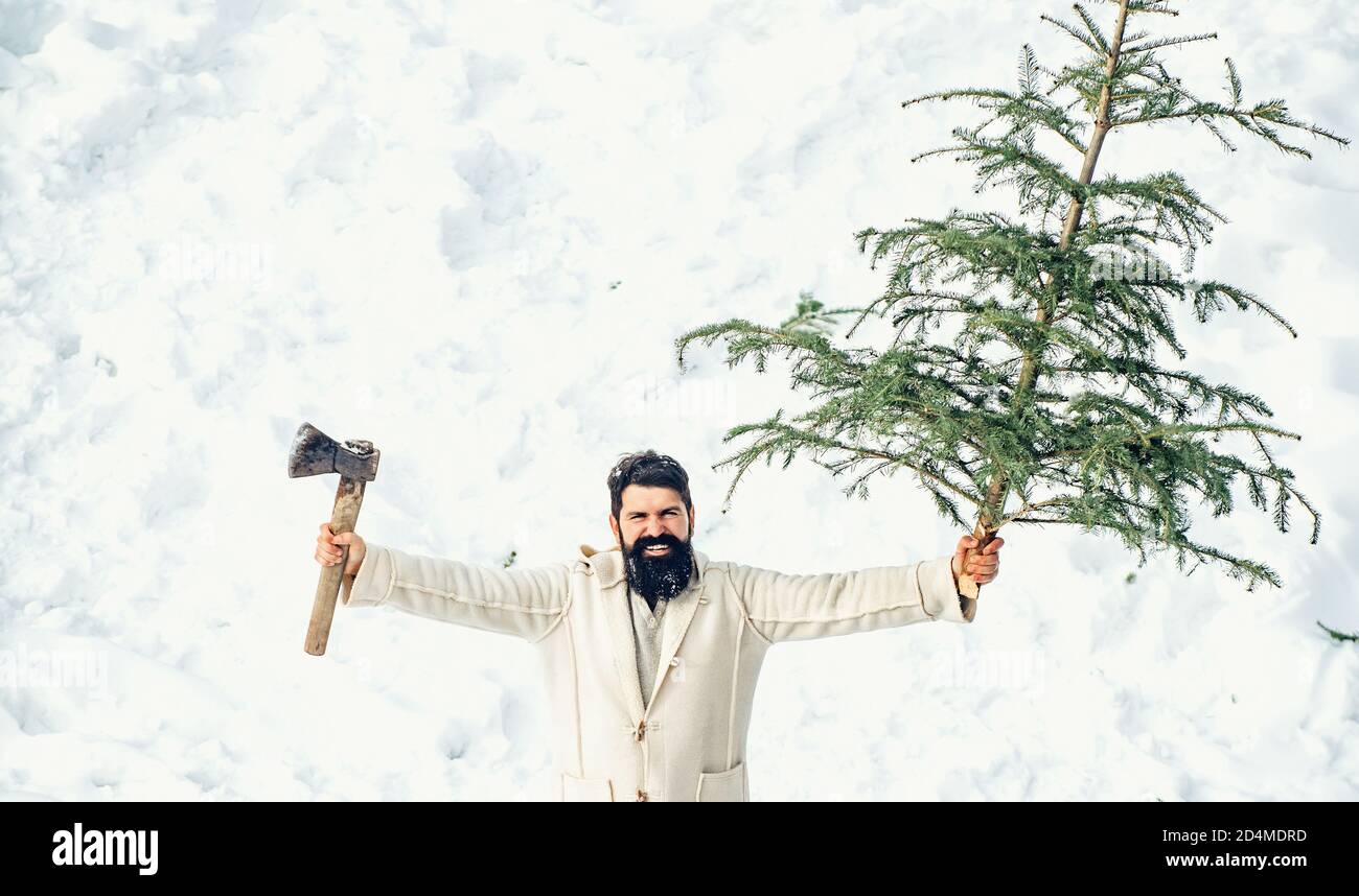 Christmas tree cut. Hipster woodsman with Christmas tree. Winter ...
