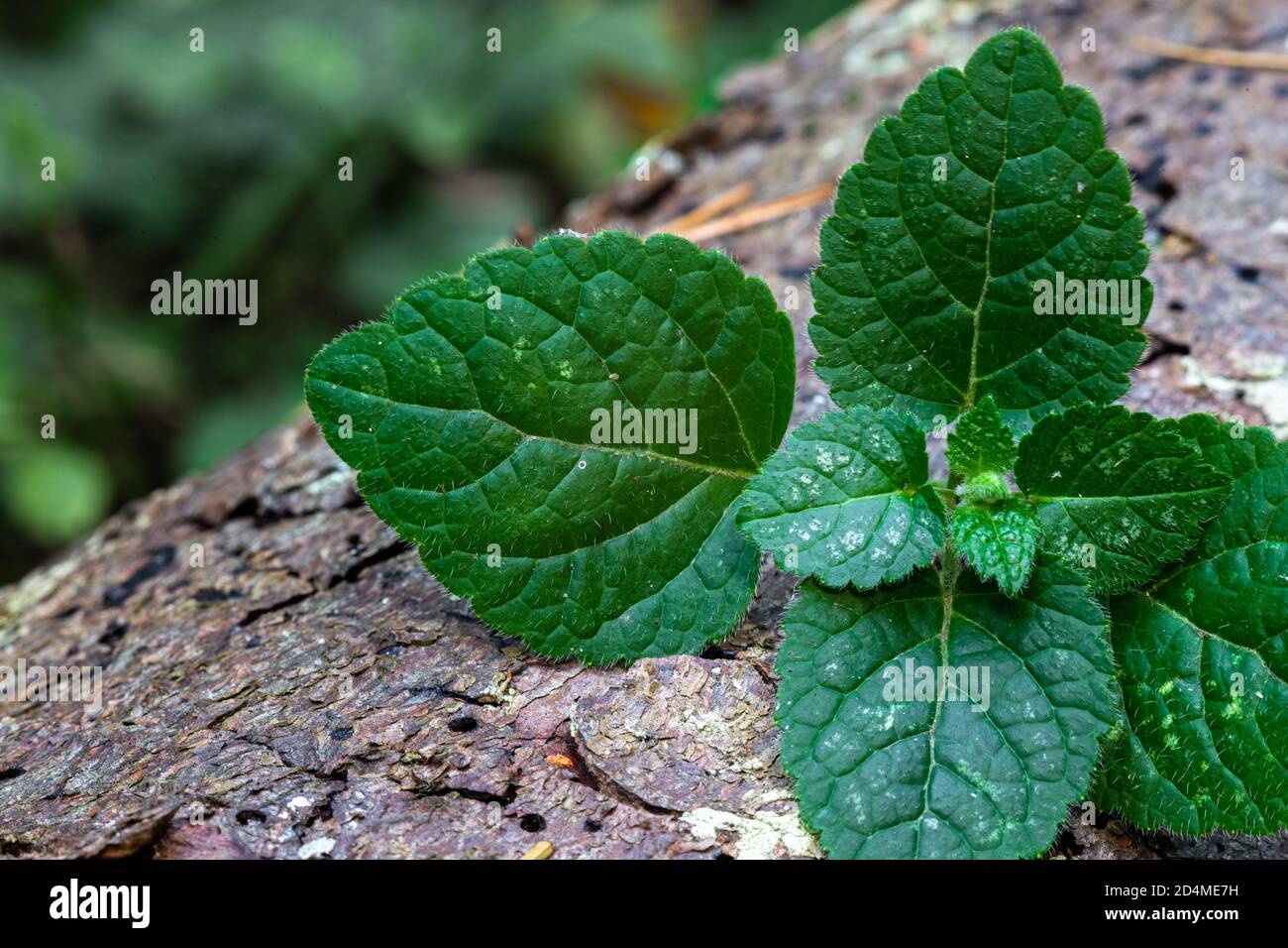 Mint leaves lying on a tree Stock Photo - Alamy
