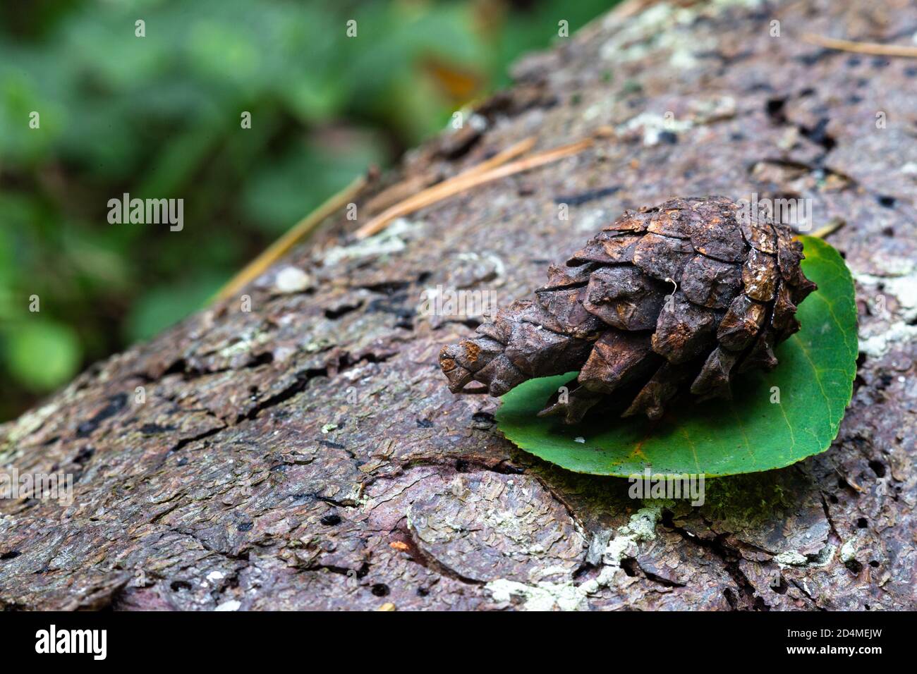 Pine cone lying on a tree bark Stock Photo - Alamy