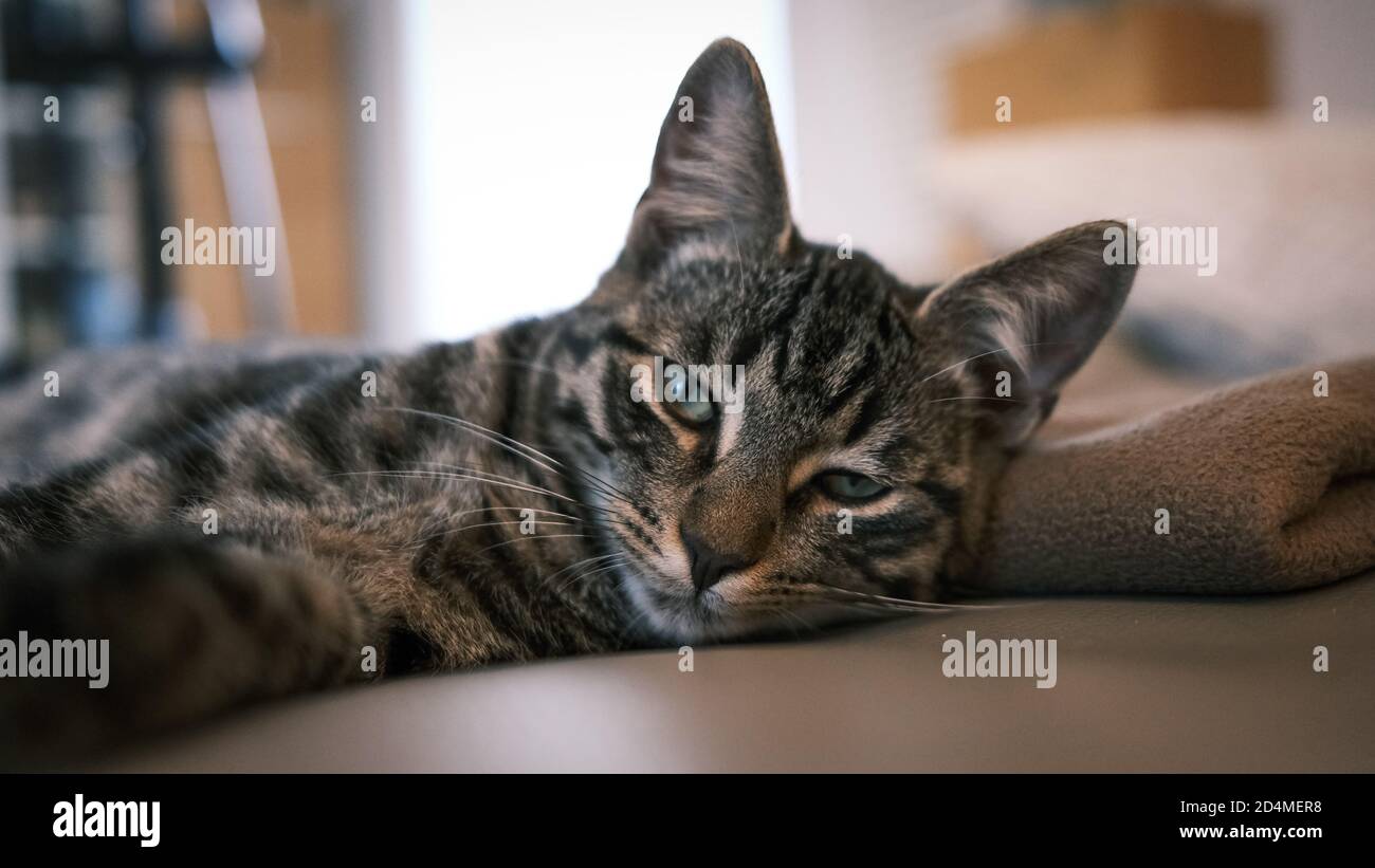 a grey European house cat lies tired on a leather couch and looks into ...