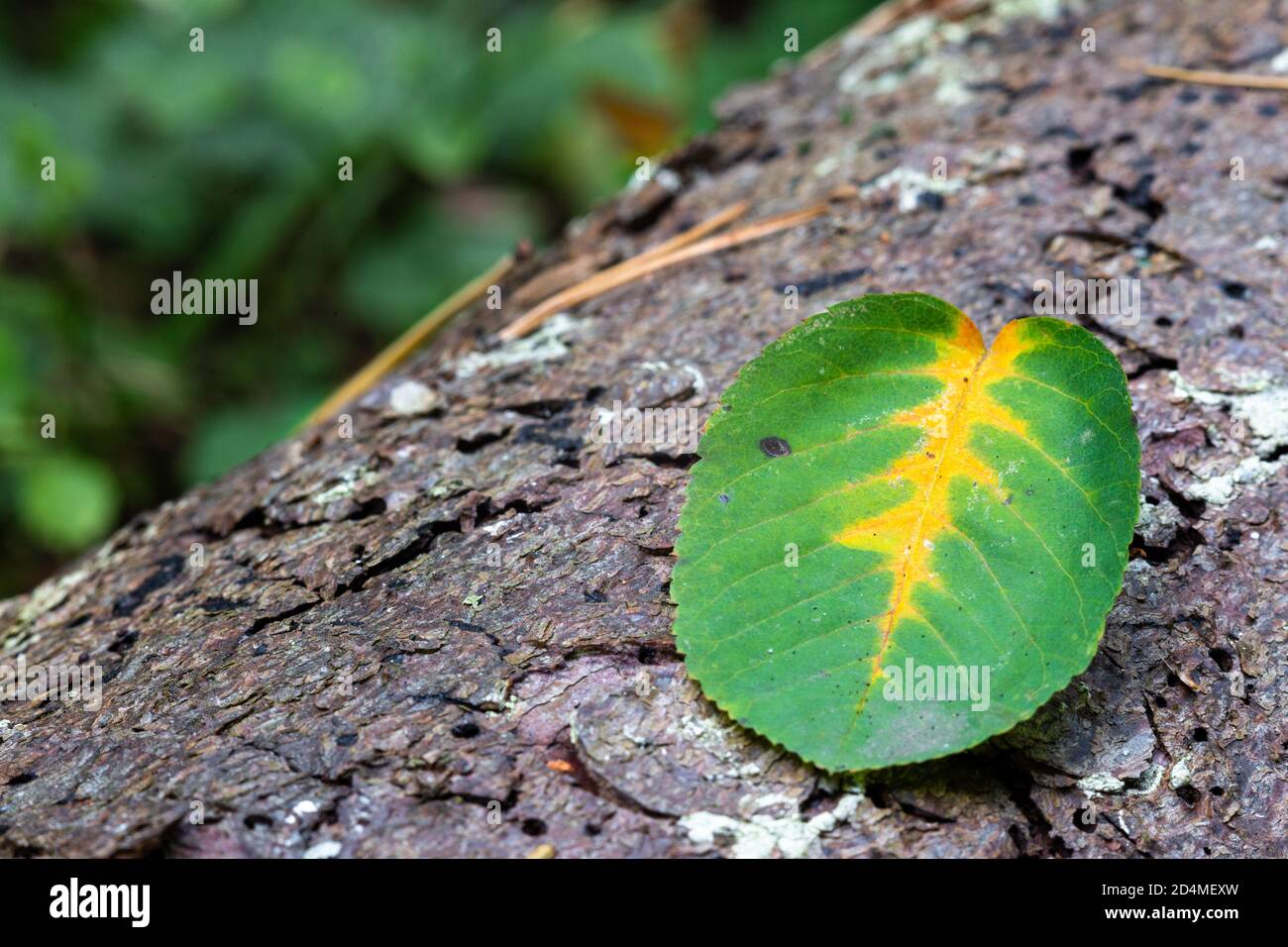 Bark dead maple tree hi-res stock photography and images - Alamy