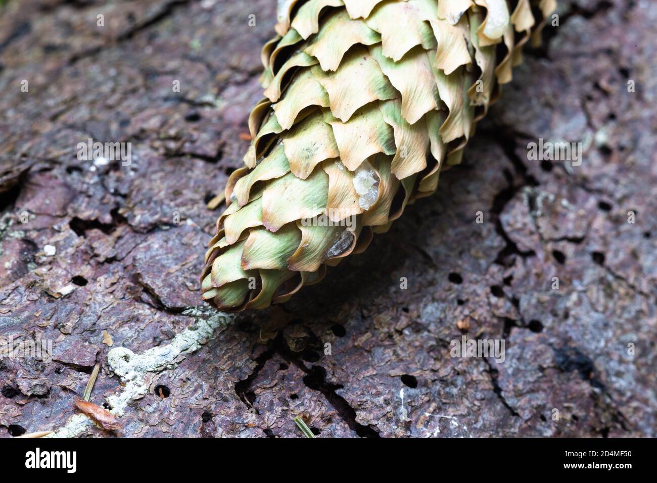 Mint leaves lying on a tree Stock Photo - Alamy