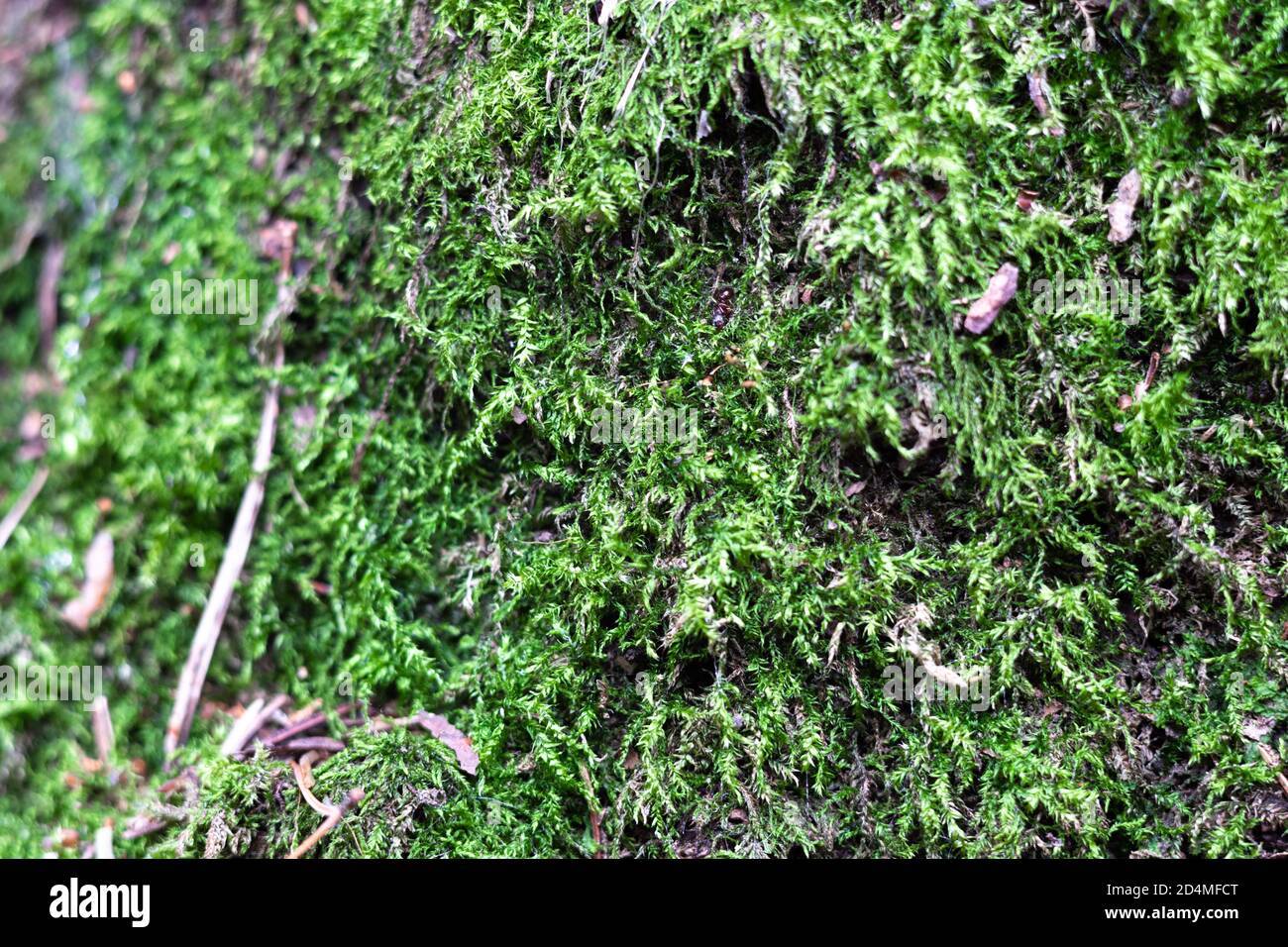 Green moss on a tree close-up Stock Photo - Alamy