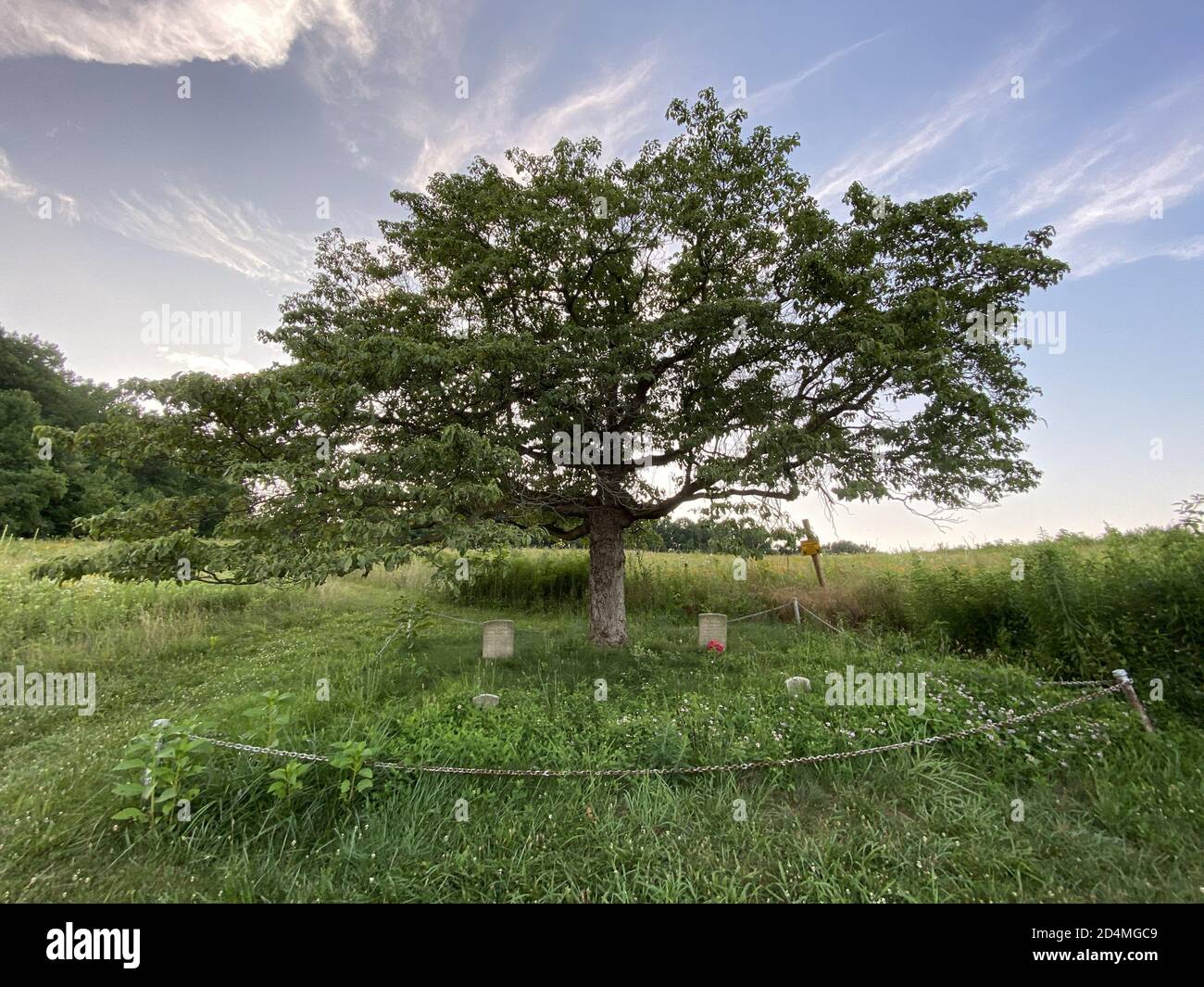 Large tree with two gravestones in an enclosed area Stock Photo - Alamy