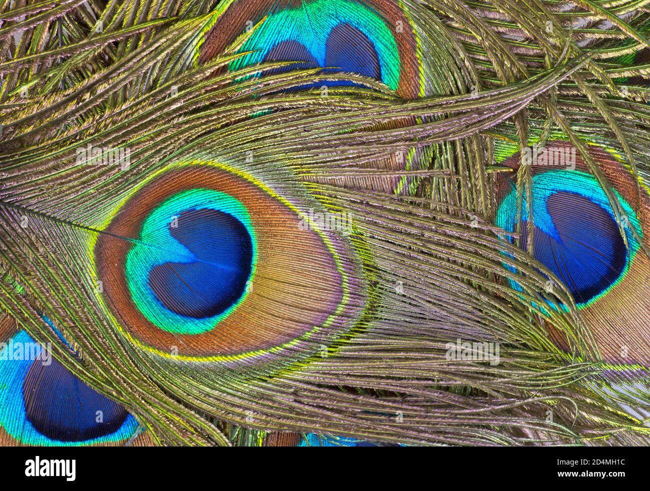 Detailed photo of a bunch of beautiful vivid peacock feathers Stock ...