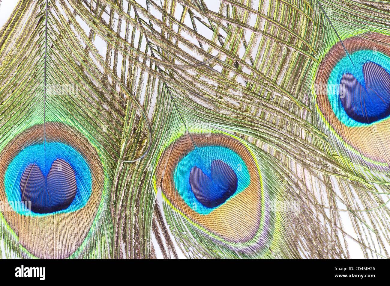 Detailed photo of a beautiful vivid peacock feathers isolated on white ...
