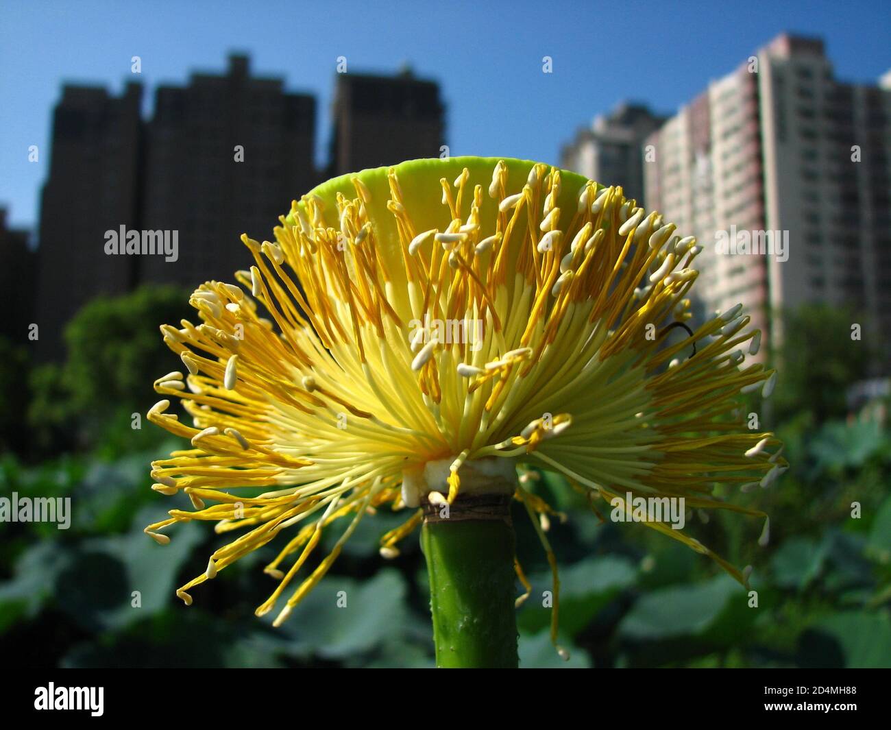 Closeup shot of lotus flowers with buildings in the background Stock ...