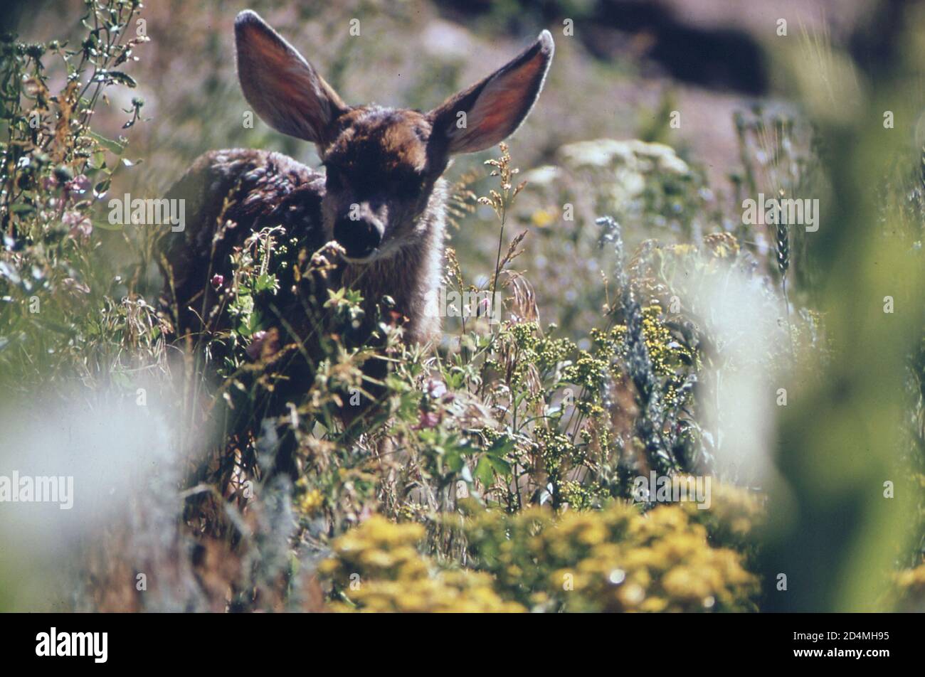 Two-week old fawn was orphaned when its mother was killed by an ...