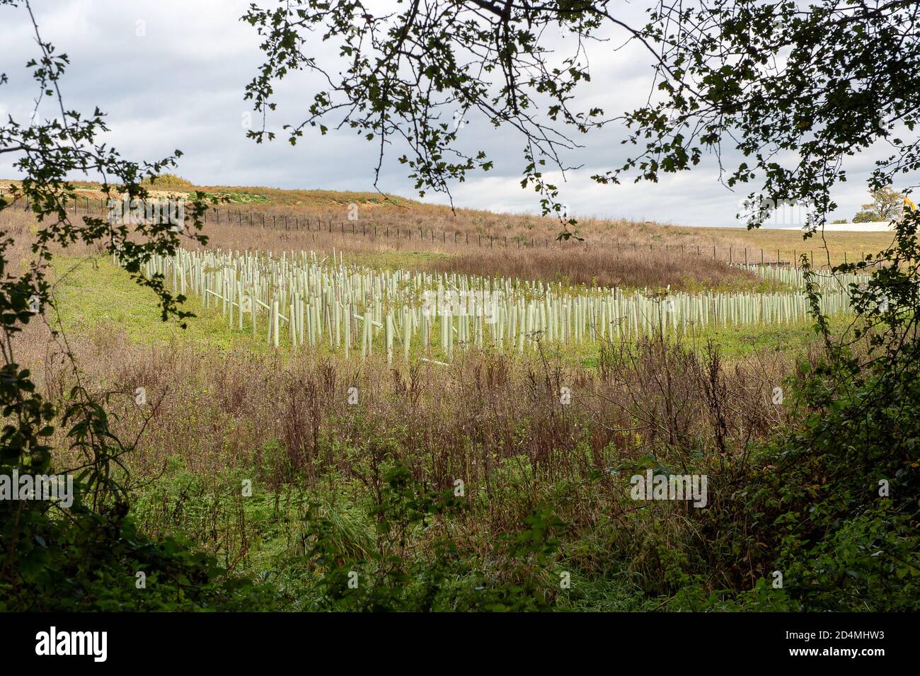 West Hyde, Hertfordshire, UK. 9th October, 2020. Tree saplings have ...