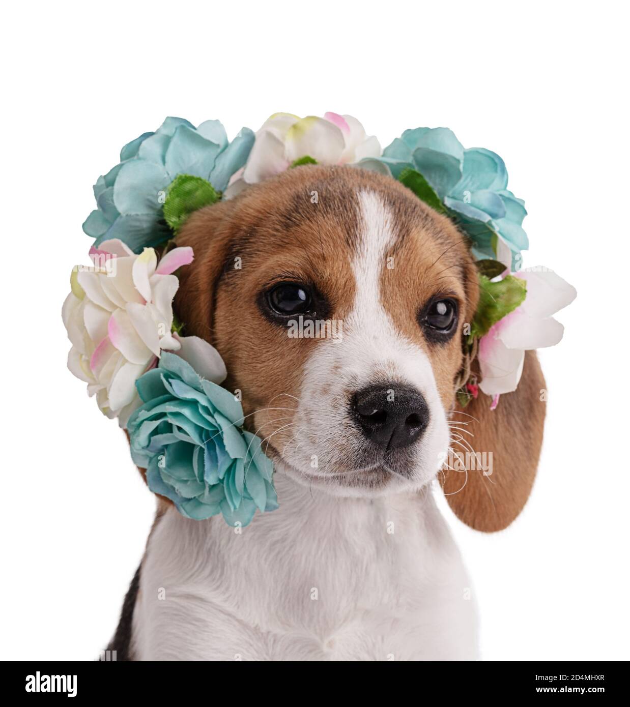 Puppy beagle with flowers around his head on white background Stock ...
