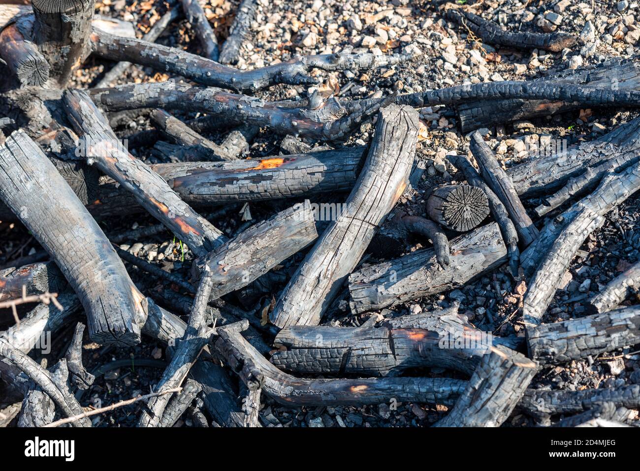 Burnt tree ashes hi-res stock photography and images - Alamy