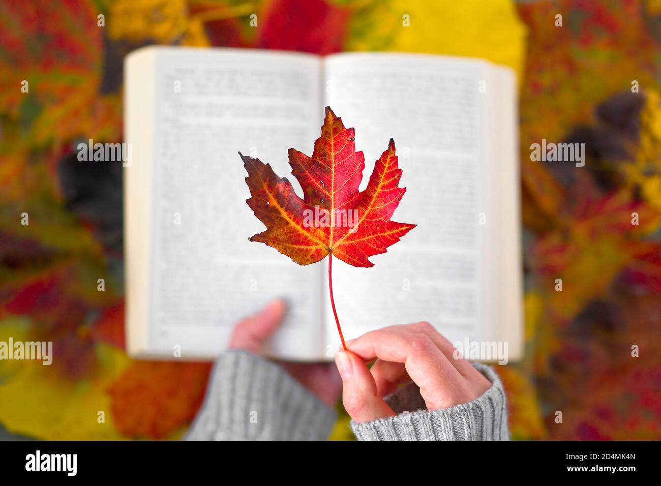 autumn leaves in the hands Stock Photo - Alamy