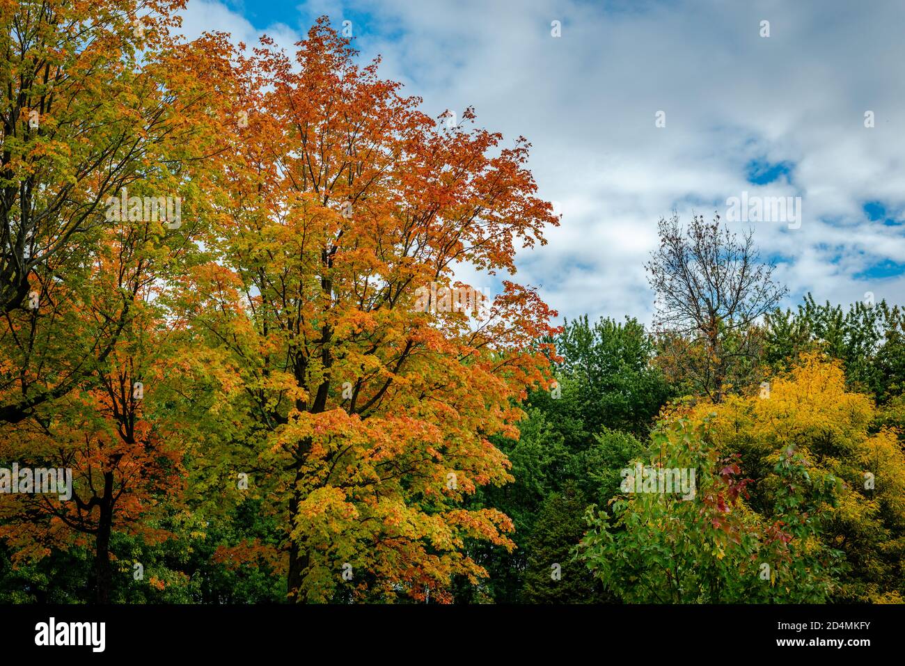 Autumn colors by the riverside Stock Photo - Alamy