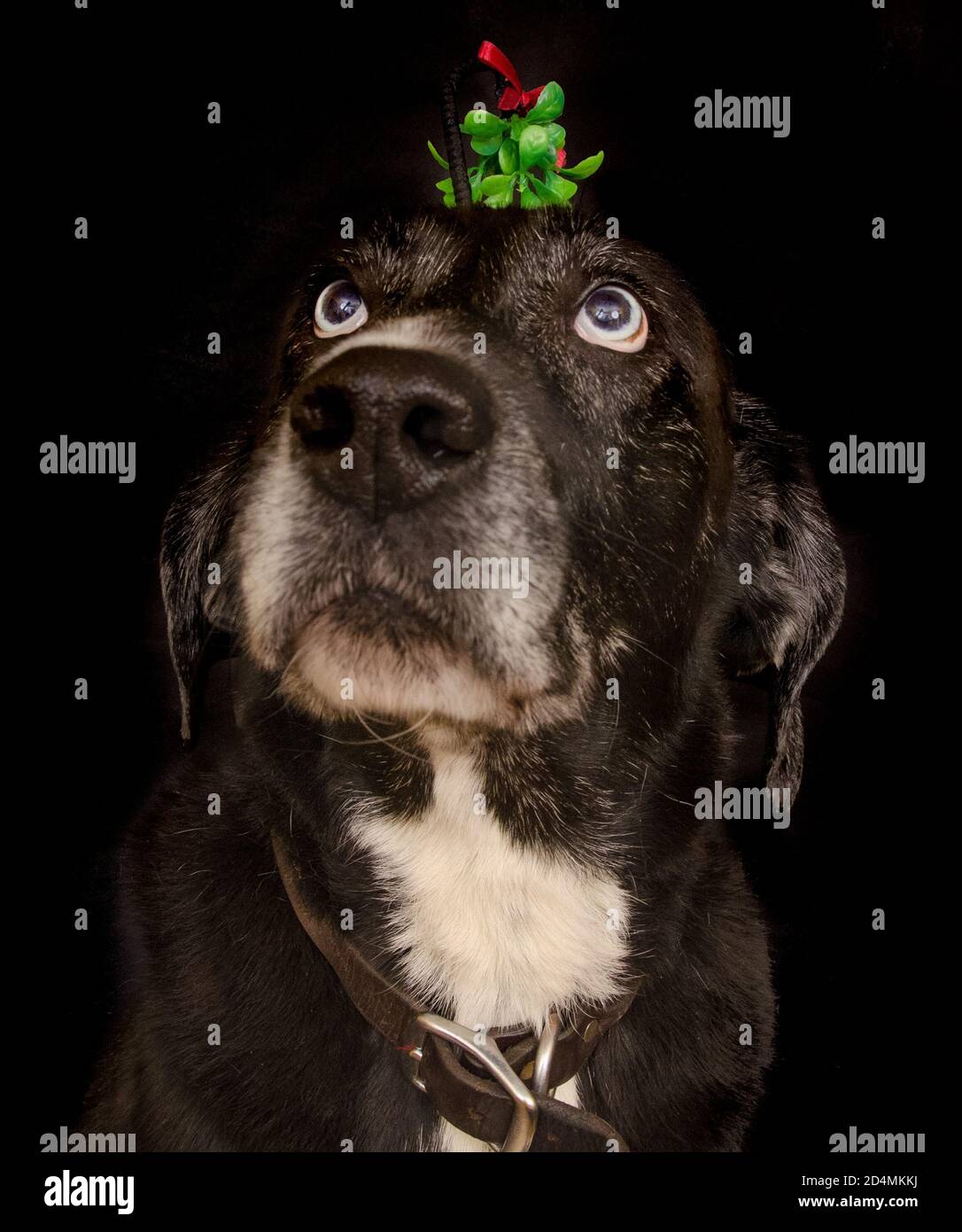 Bailey the Dog. Photo by Liz Roll Stock Photo - Alamy