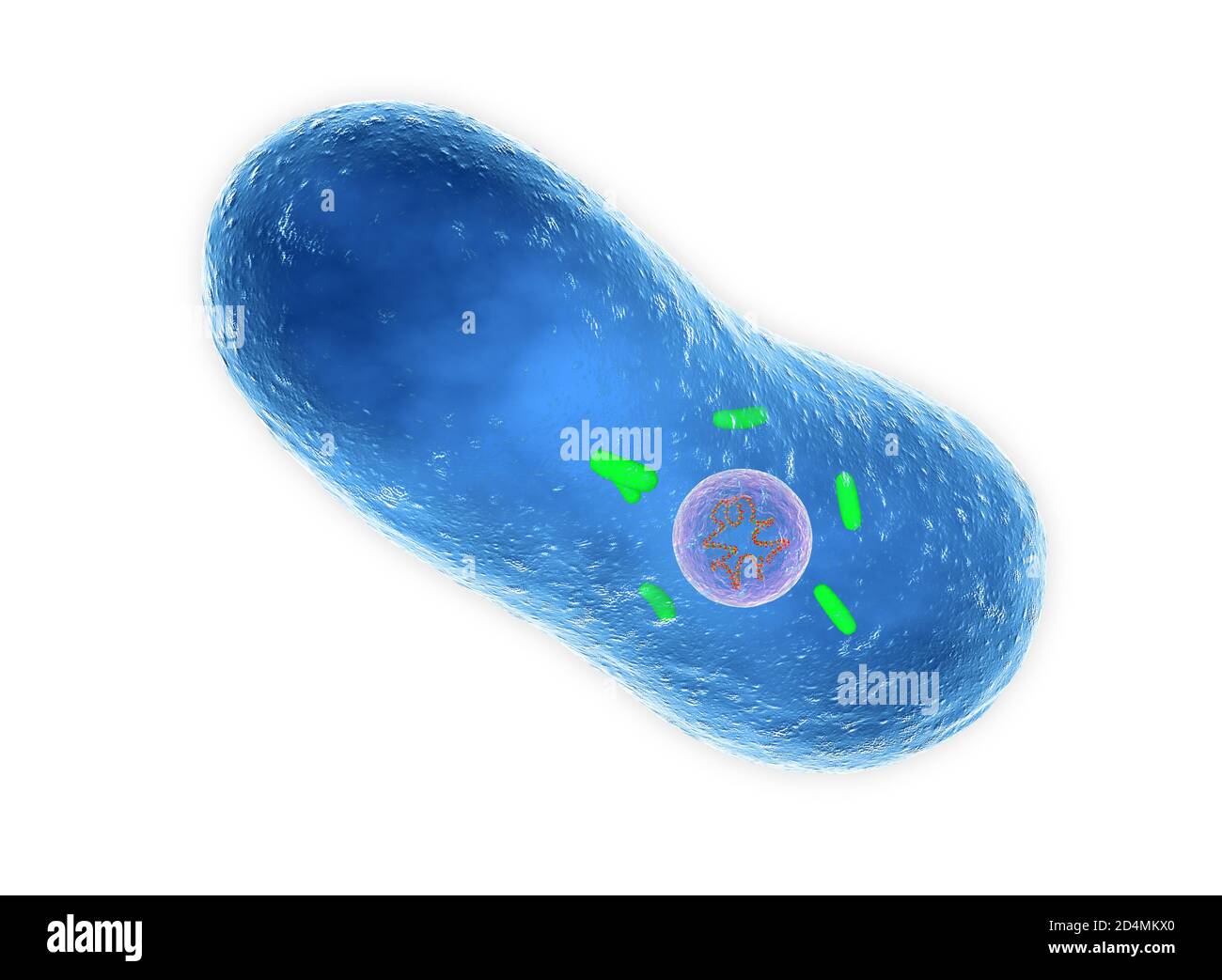 Illustration of an Coxiella burnetti bacterium. This bacterium affects ...