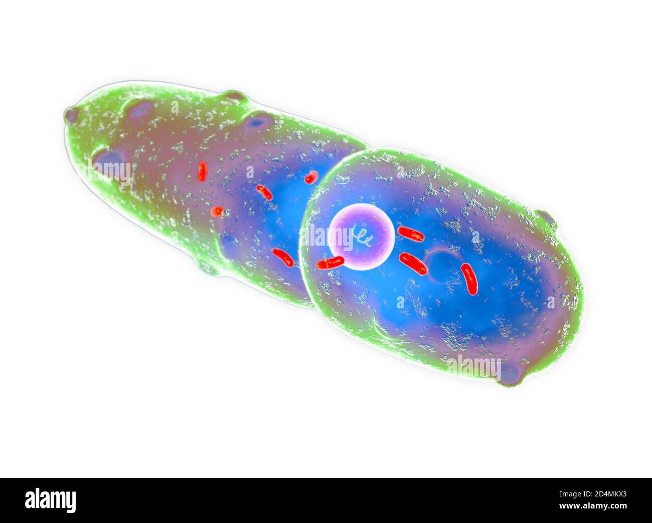 Illustration of a Klebsiella pneumoniae bacterium. K. pneumoniae are ...
