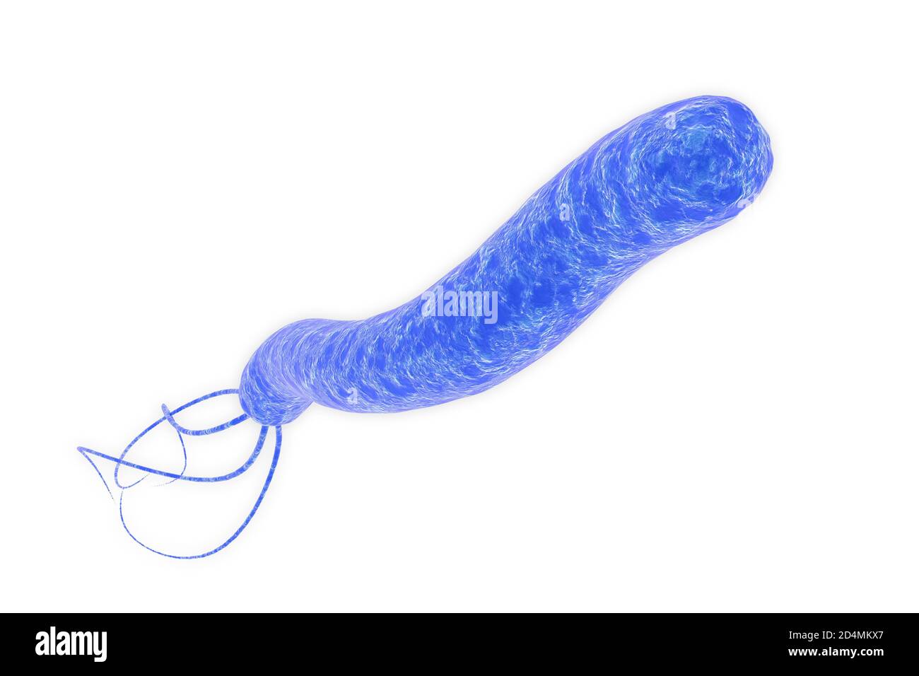 Illustration of an Helicobacter pylori bacterium, H. pylori is a Gram ...