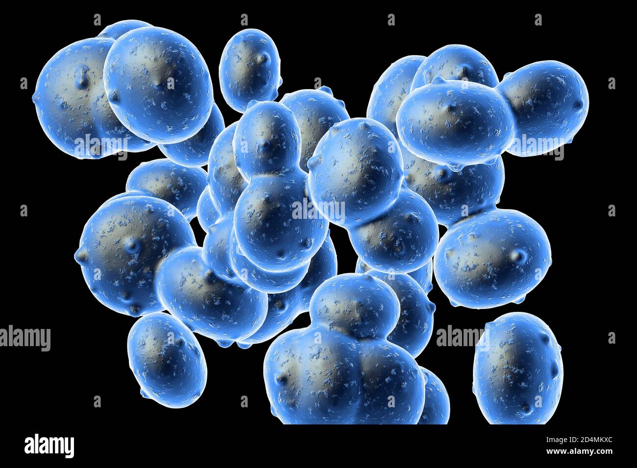 Mrsa Bacteria Gram Stain