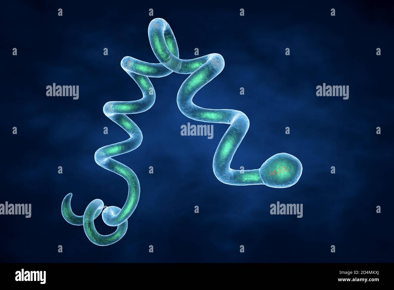 Illustration of Treponema pallidum bacteria, which causees syphilis ...