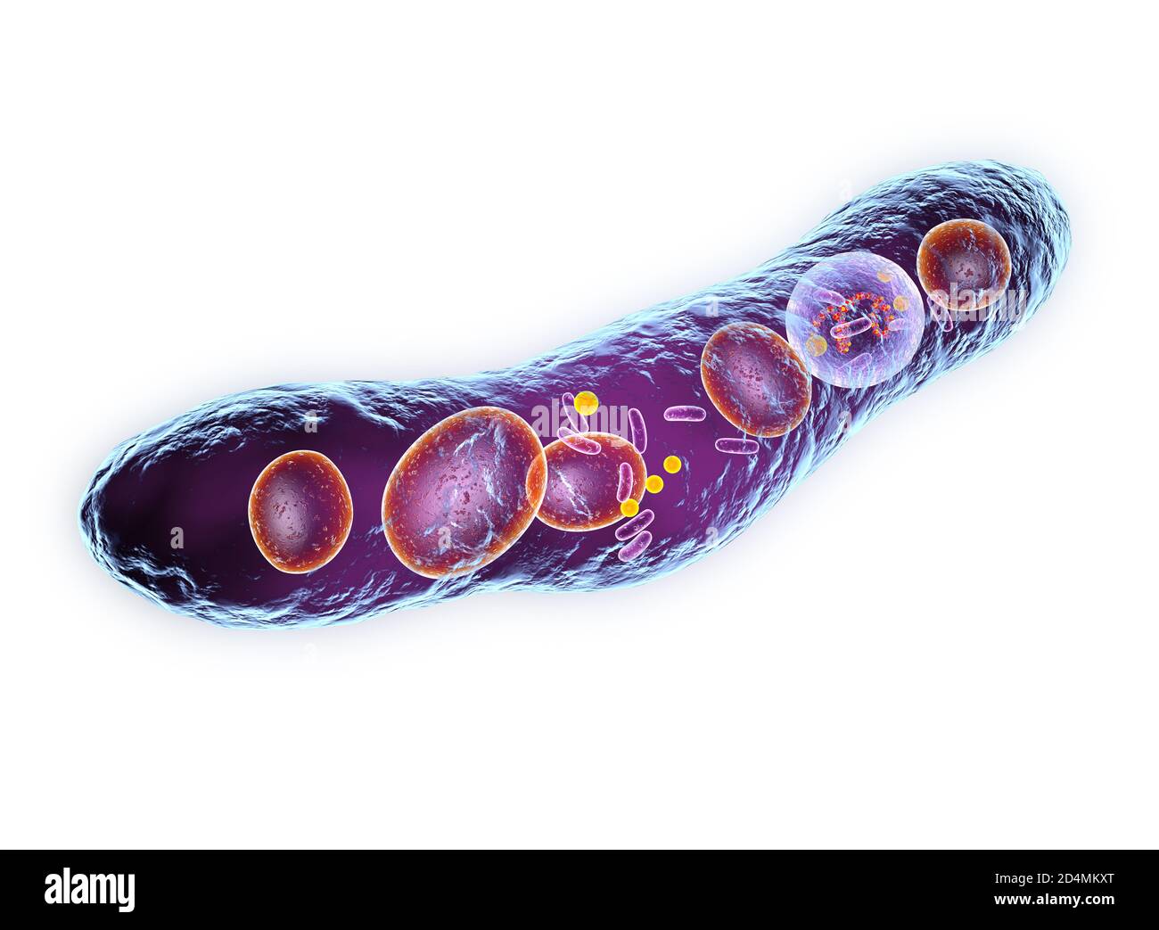 Illustration of Mycobacterium tuberculosis bacteria, the Gram-positive ...