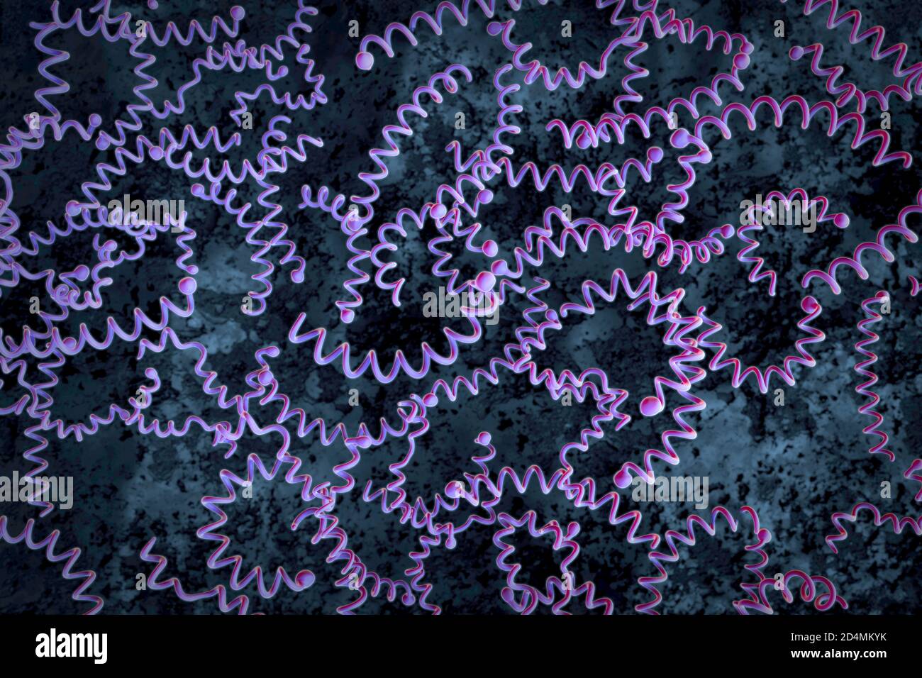 Syphilis Bacteria Shape