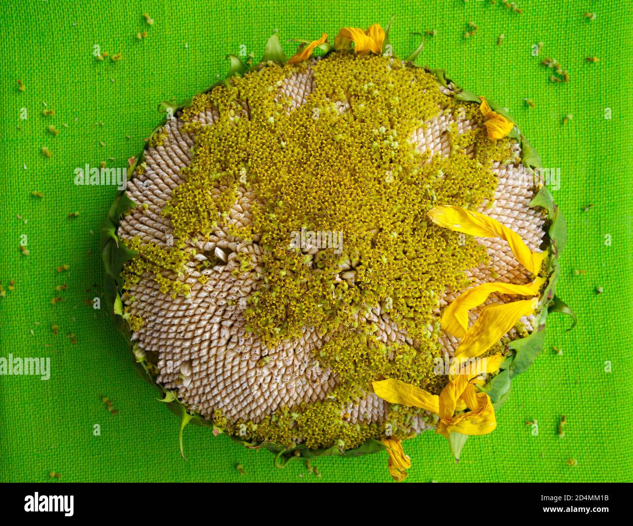 fresh white sunflower seeds. green background macro shooting Stock ...