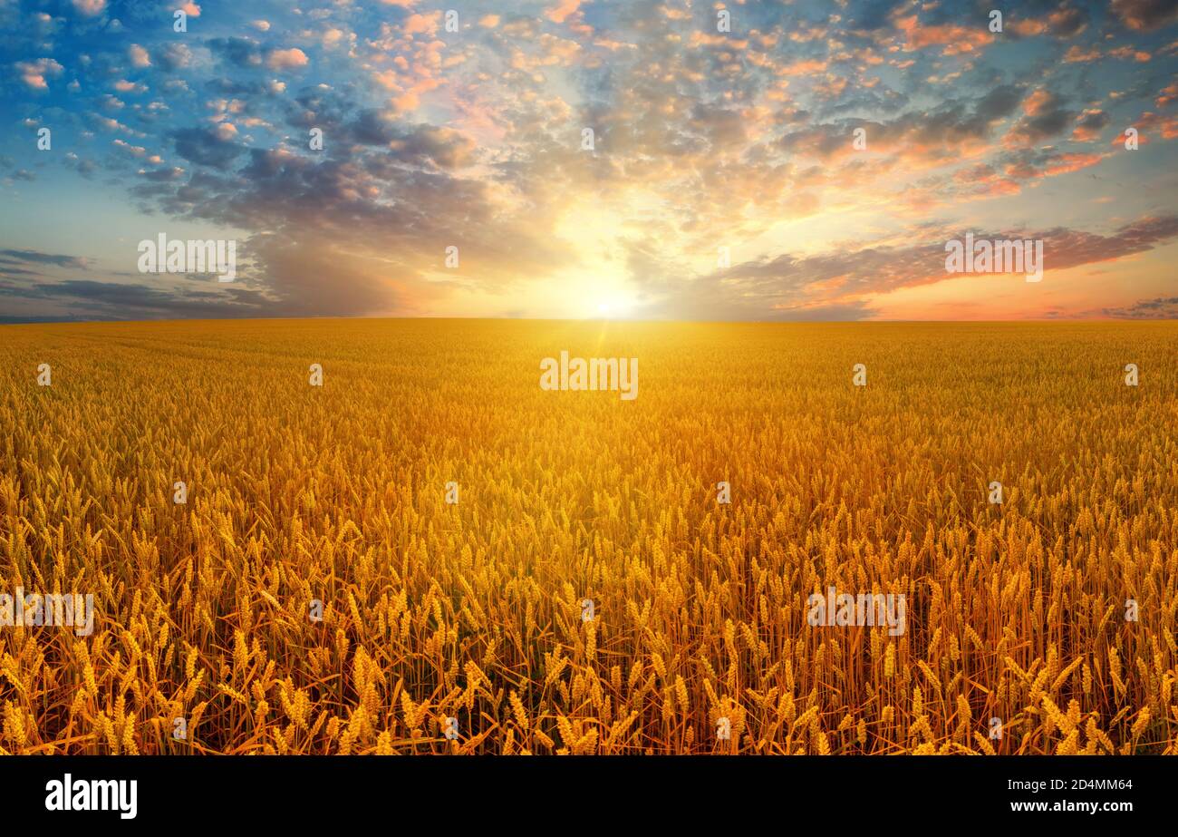 Sunset over wheat field, beautiful summer landscape Stock Photo - Alamy