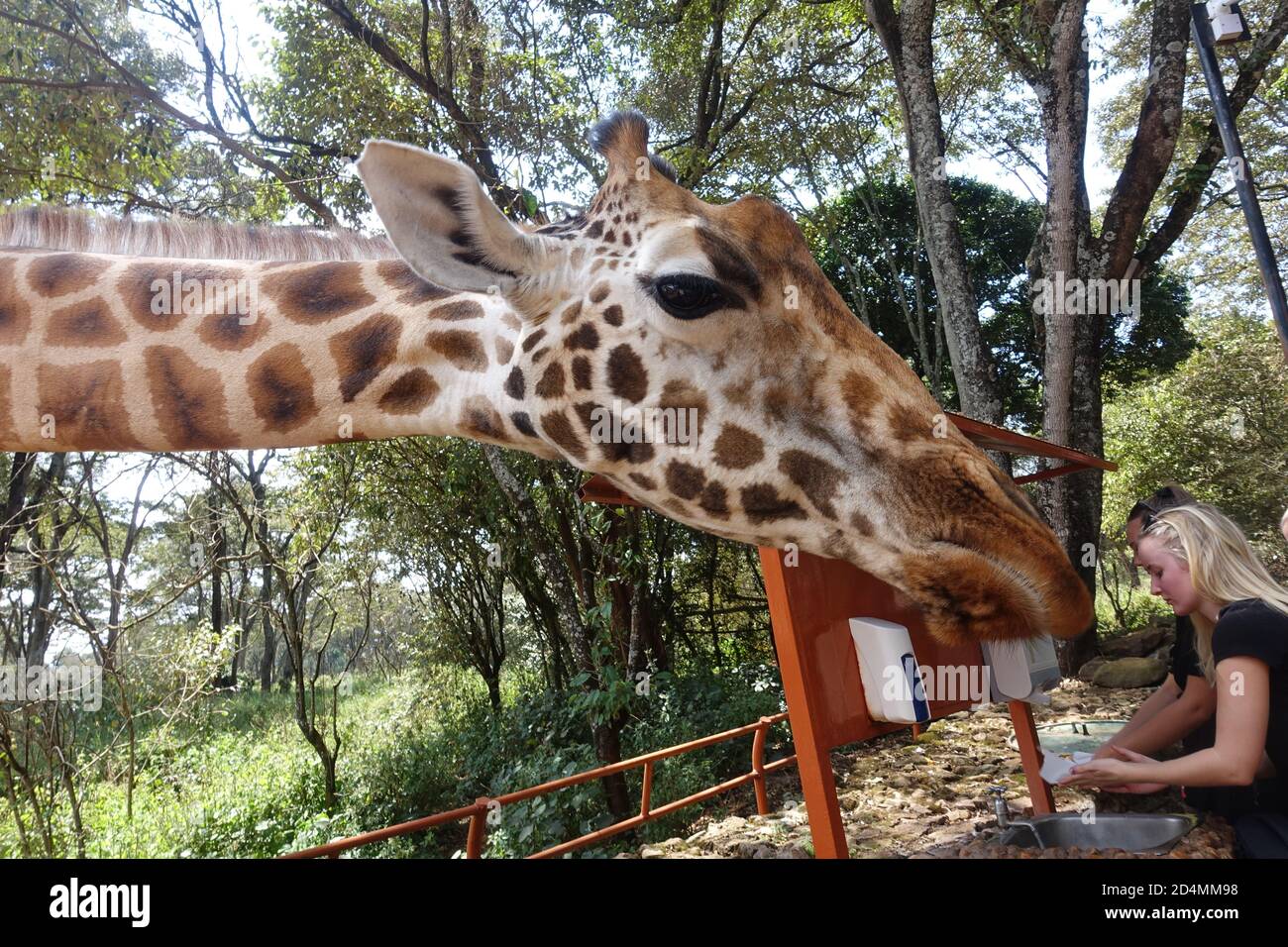Rothschild giraffes at the Giraffe Centre in Nairobi, Kenya Stock Photo ...