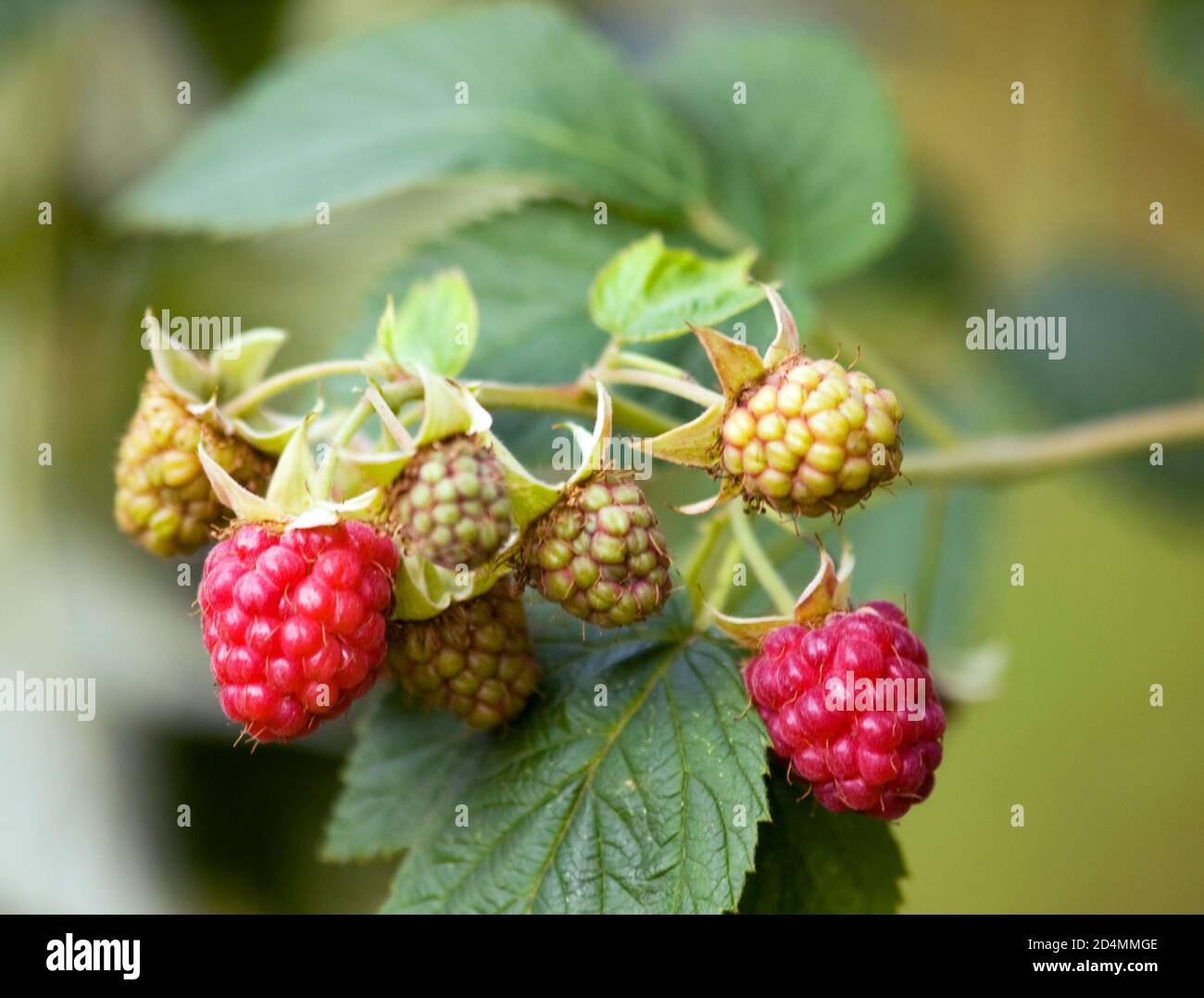 American red raspberry fruits - Rubus idaeus Stock Photo - Alamy