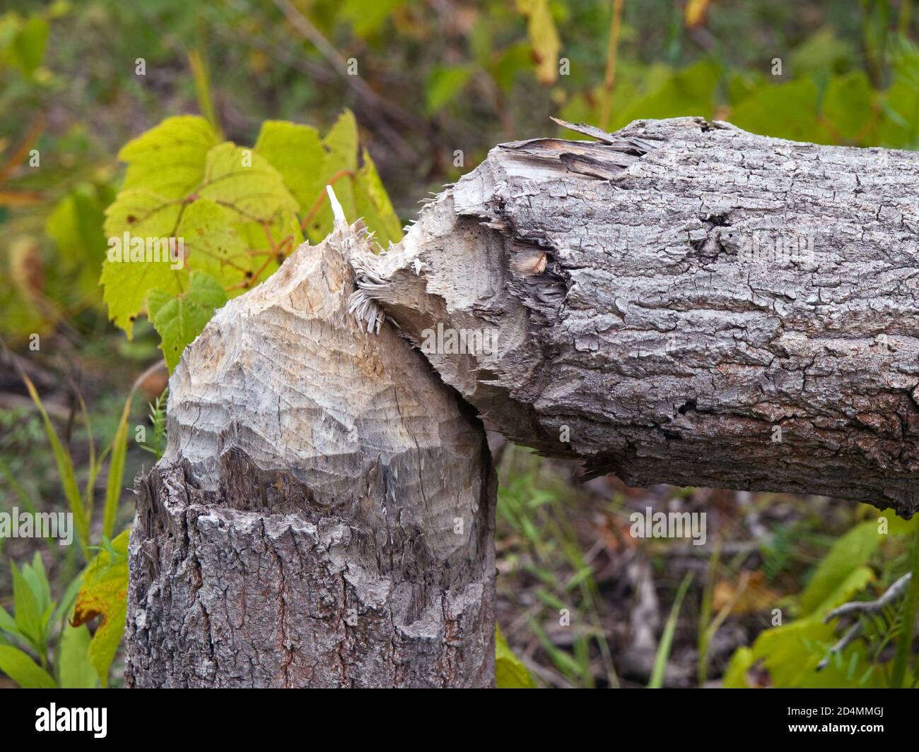 Tree fell down by beaver Stock Photo - Alamy